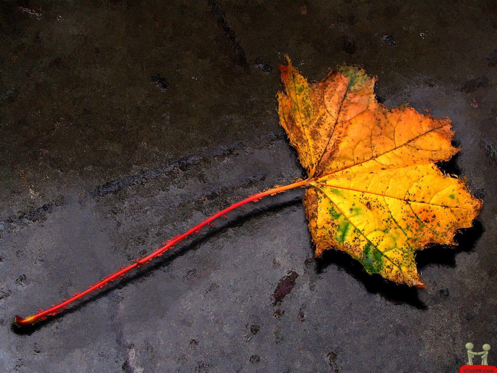 Canadian Autumn Wallpapers - Top Free Canadian Autumn Backgrounds ...