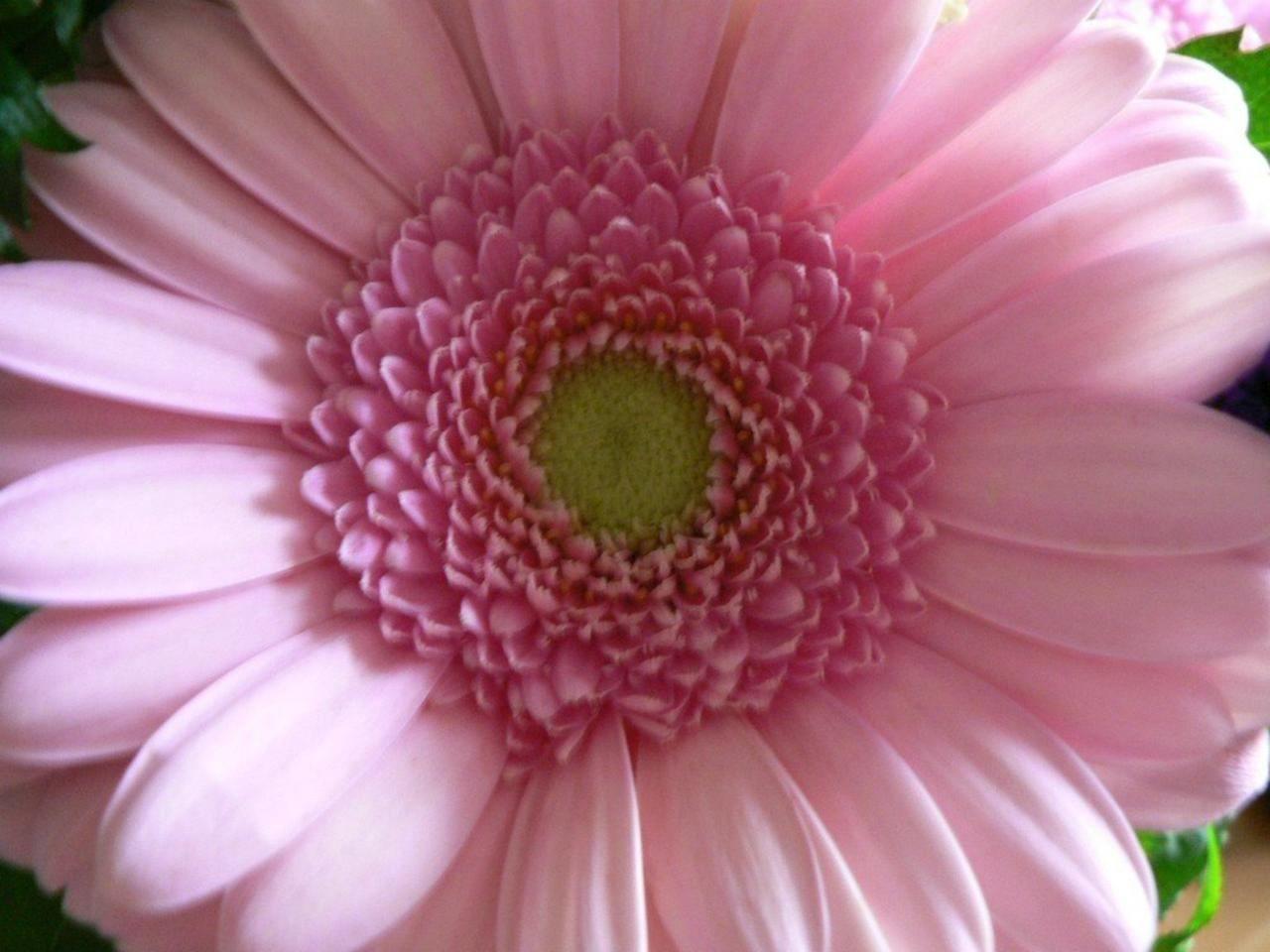 Big Flower Wallpapers - Top Free Big Flower Backgrounds - WallpaperAccess