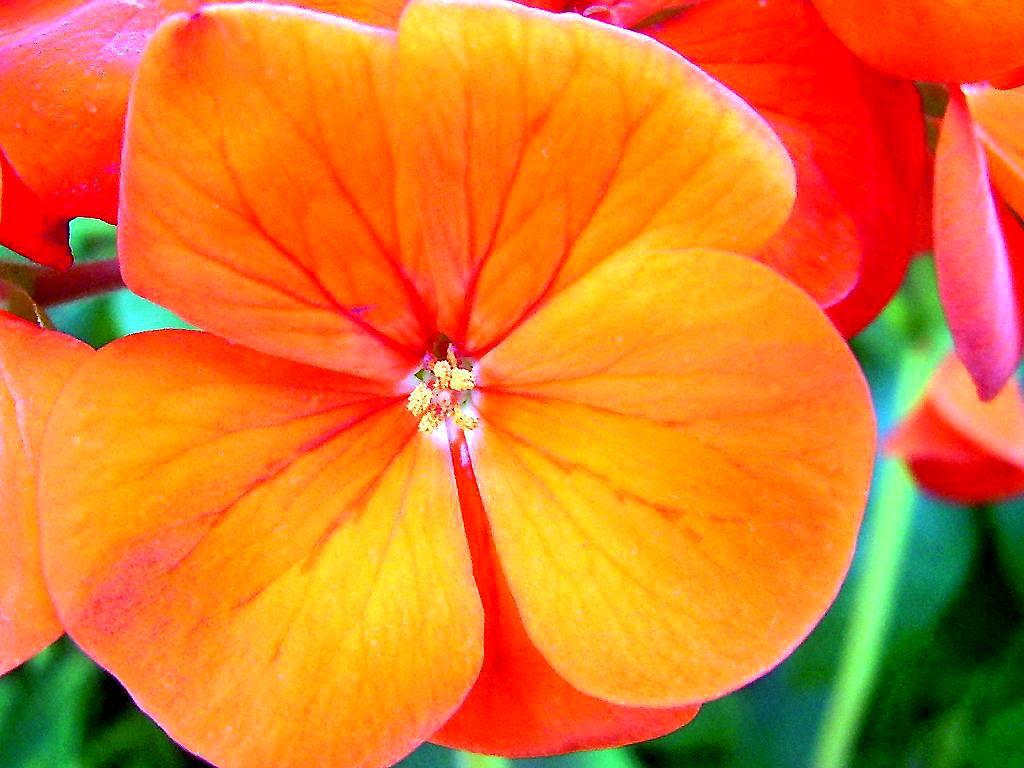 Big Flower Wallpapers - Top Free Big Flower Backgrounds - WallpaperAccess