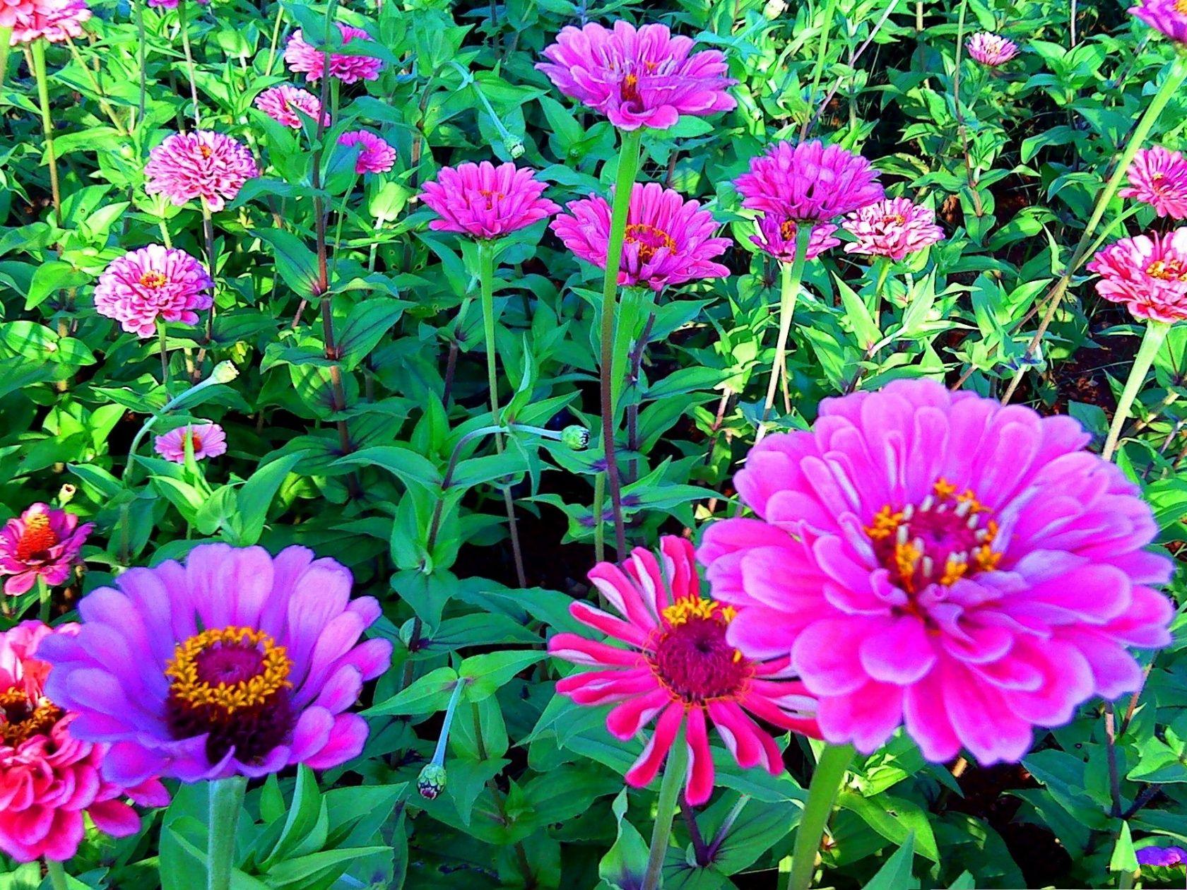 Big Flower Wallpapers - Top Free Big Flower Backgrounds - WallpaperAccess