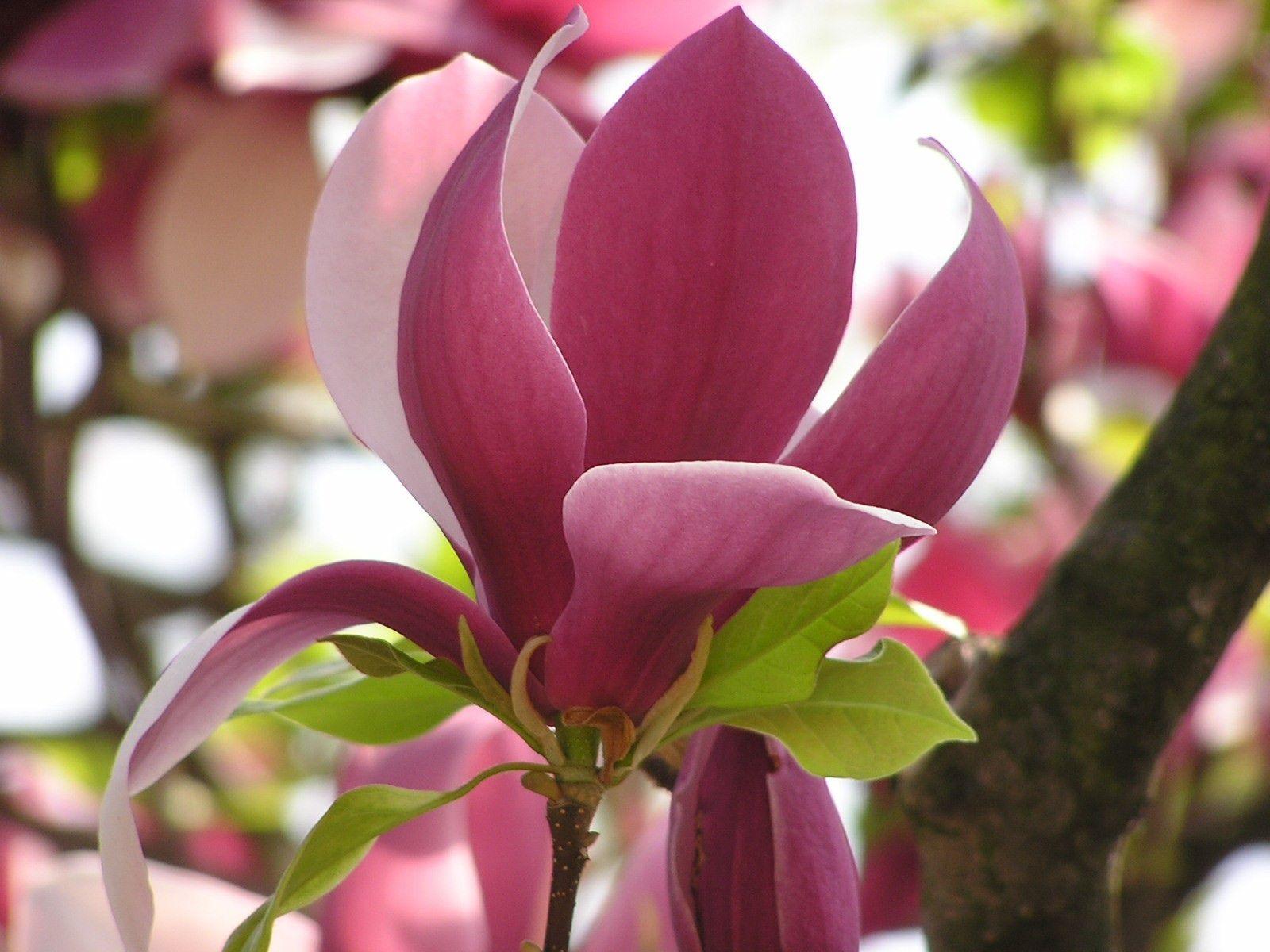 Big Flower Wallpapers - Top Free Big Flower Backgrounds - WallpaperAccess