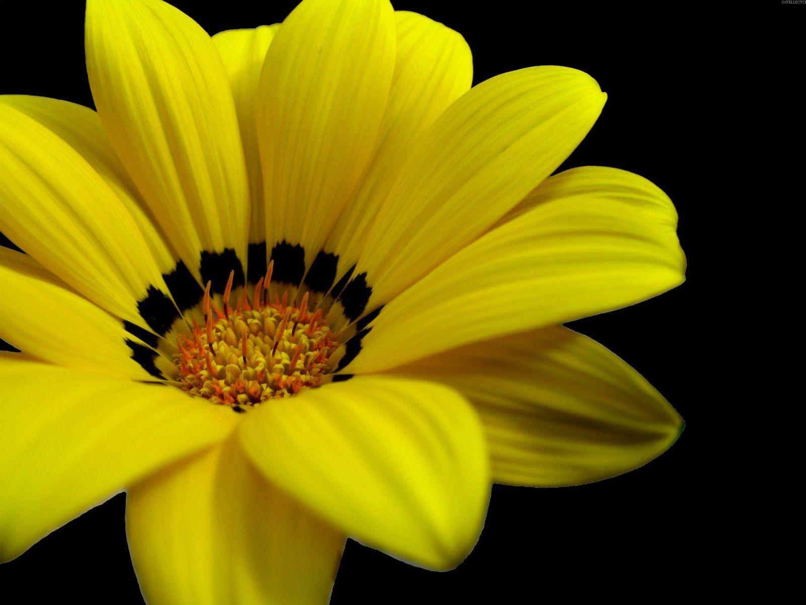 Big Flower Wallpapers - Top Free Big Flower Backgrounds - WallpaperAccess