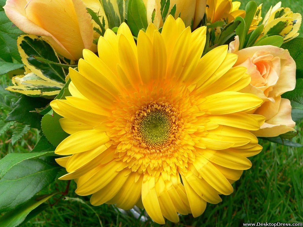 Big Flower Wallpapers - Top Free Big Flower Backgrounds - WallpaperAccess
