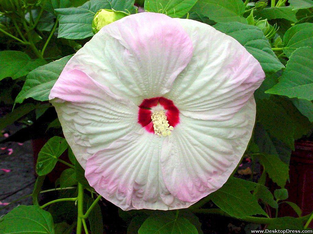 Big Flower Wallpapers - Top Free Big Flower Backgrounds - WallpaperAccess