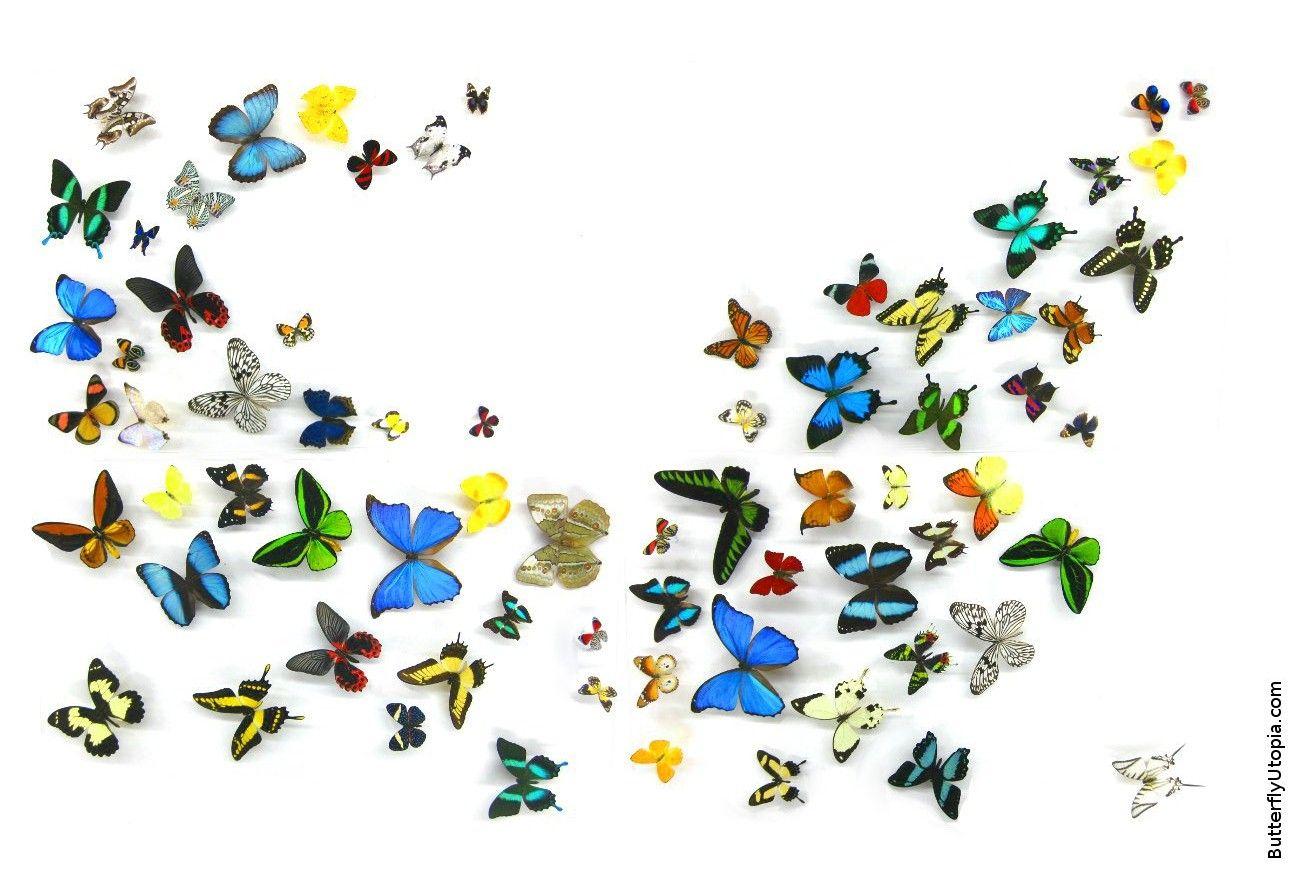 Small Butterfly Wallpapers - Top Free Small Butterfly Backgrounds ...