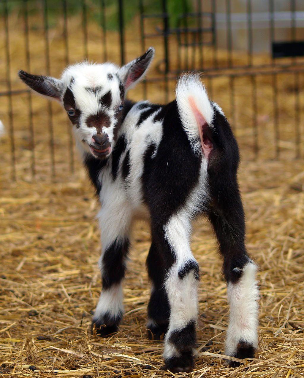 Cute Baby Goat Wallpapers - Top Free Cute Baby Goat Backgrounds ...