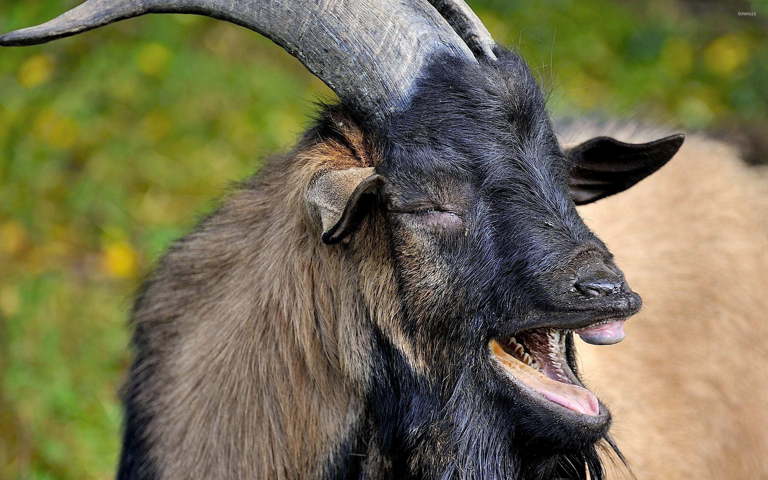 Cute Baby Goat Wallpapers - Top Free Cute Baby Goat Backgrounds ...