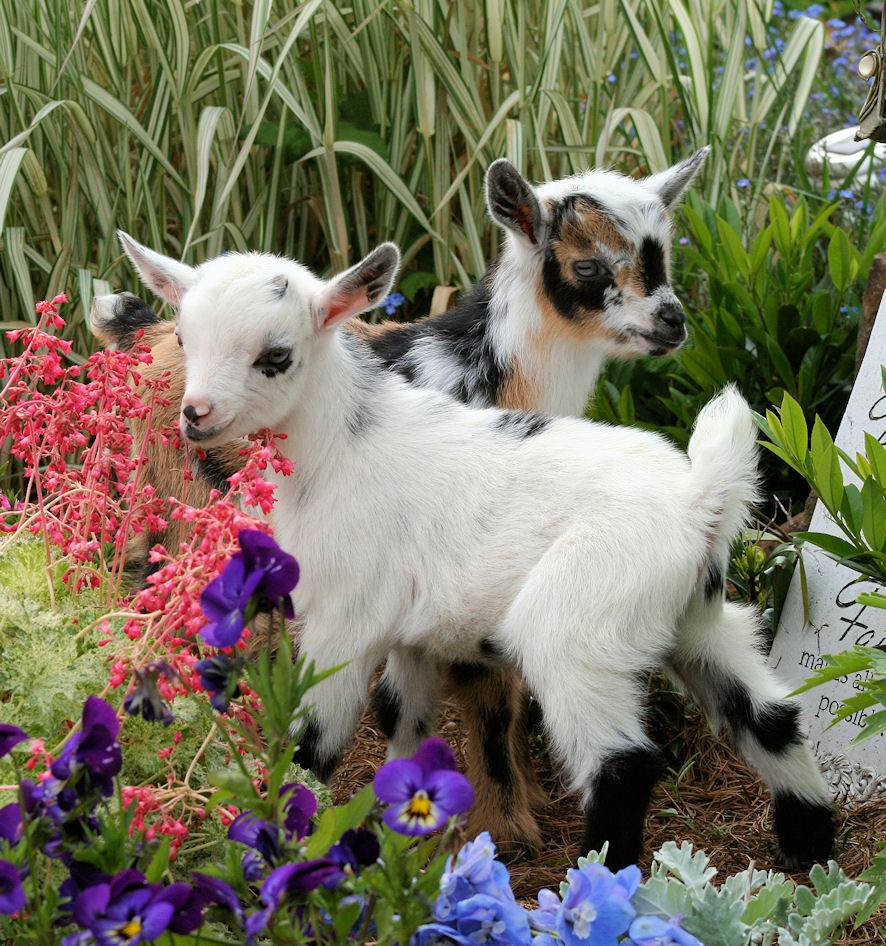 Cute Baby Goat Wallpapers - Top Free Cute Baby Goat Backgrounds ...