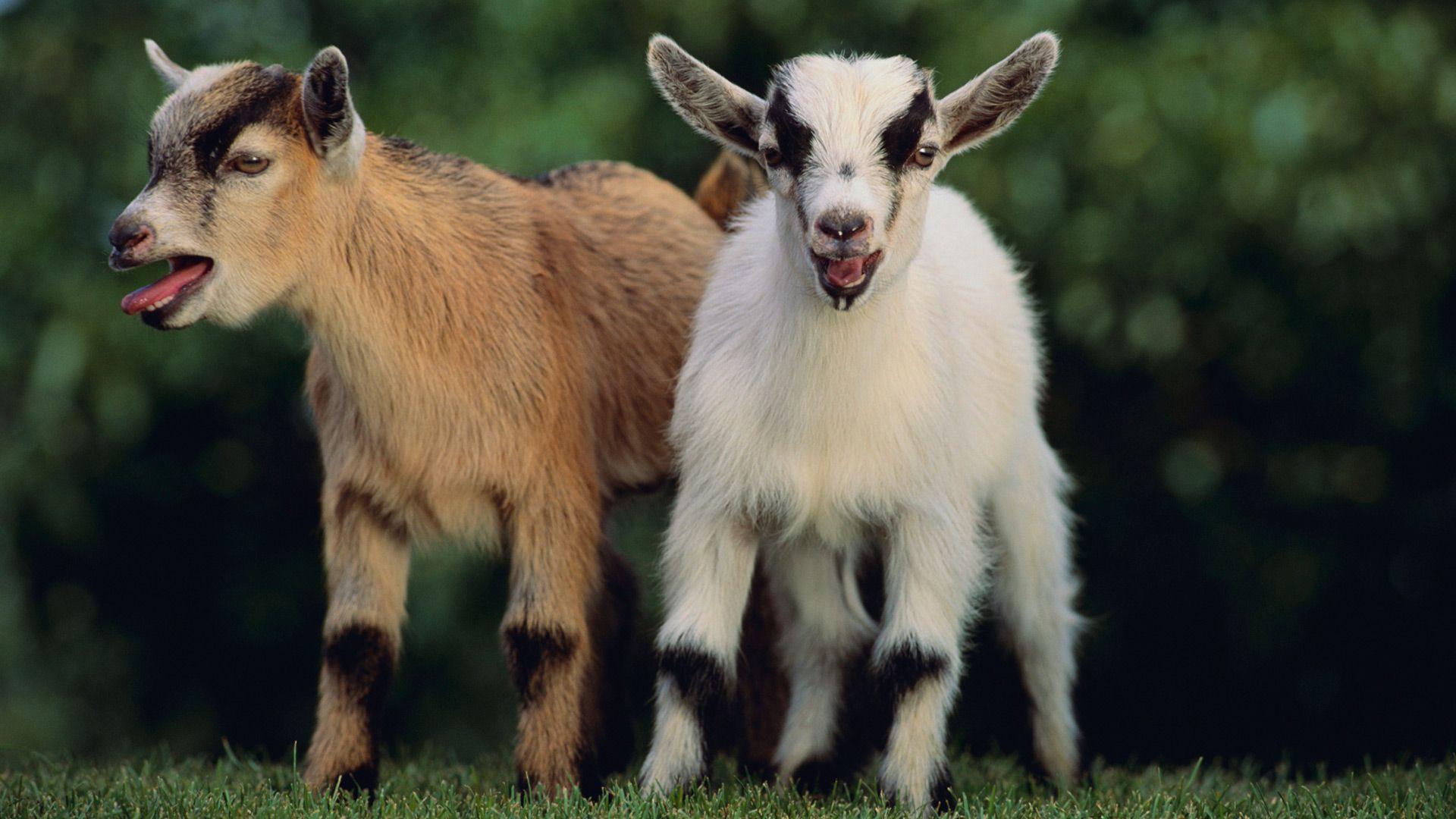 Cute Baby Goat Wallpapers - Top Free Cute Baby Goat Backgrounds ...