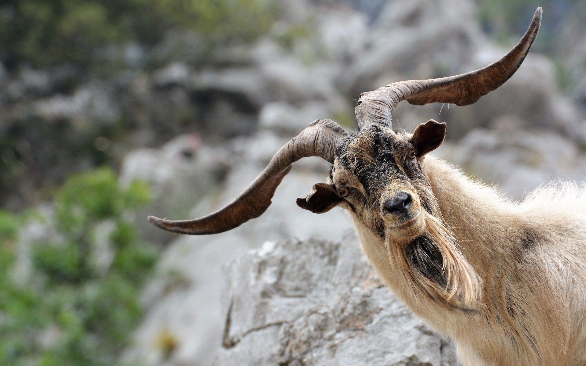 Cute Baby Goat Wallpapers - Top Free Cute Baby Goat Backgrounds ...