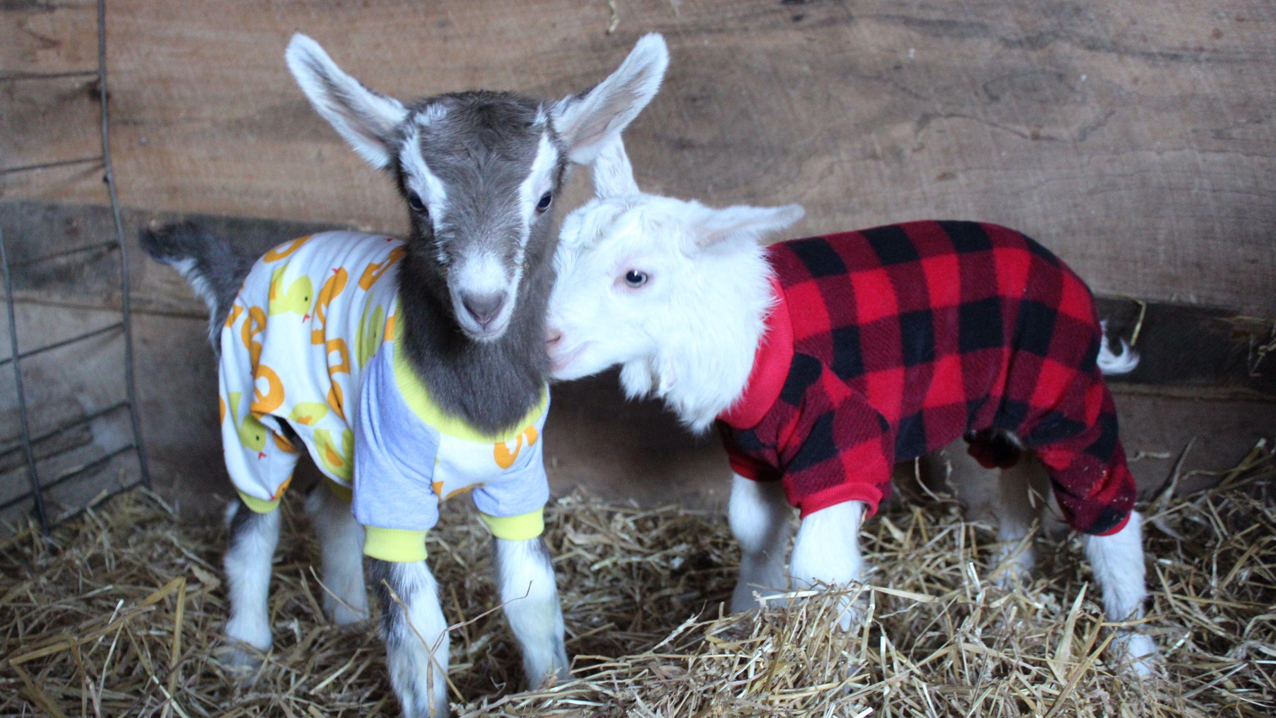 Cute Baby Goat Wallpapers - Top Free Cute Baby Goat Backgrounds ...