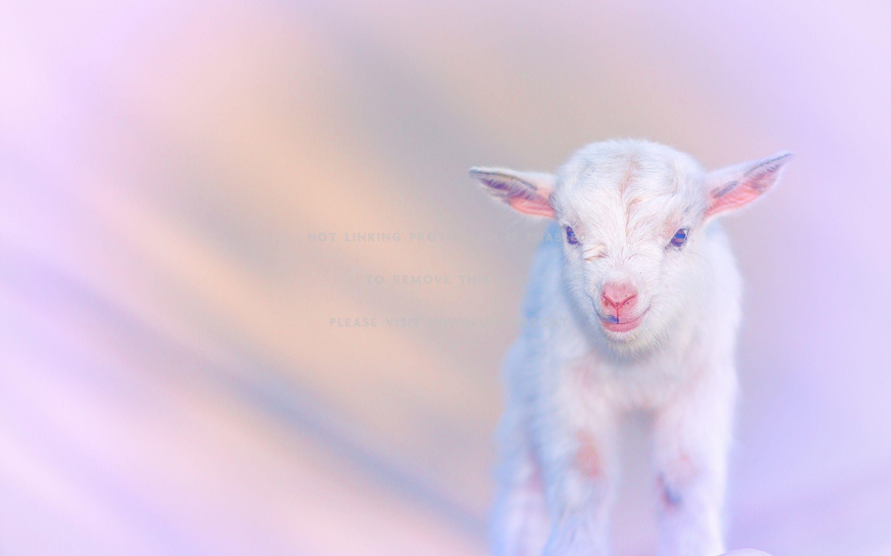 Cute Baby Goat Wallpapers - Top Free Cute Baby Goat Backgrounds ...