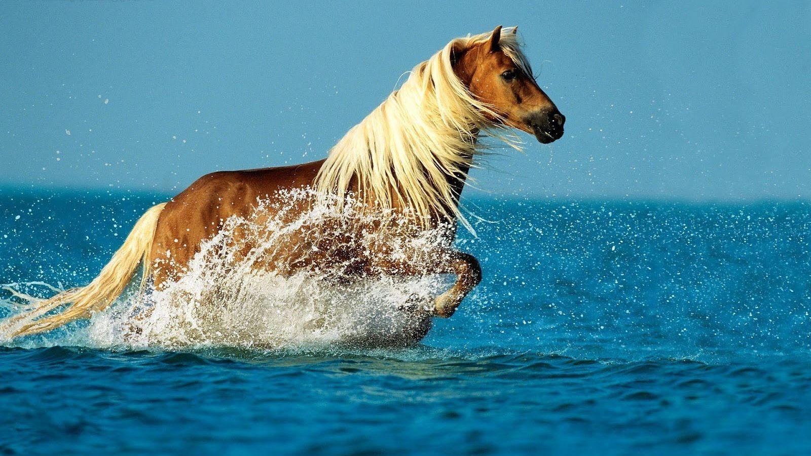Beautiful Horse Wallpapers - Top Free Beautiful Horse Backgrounds ...