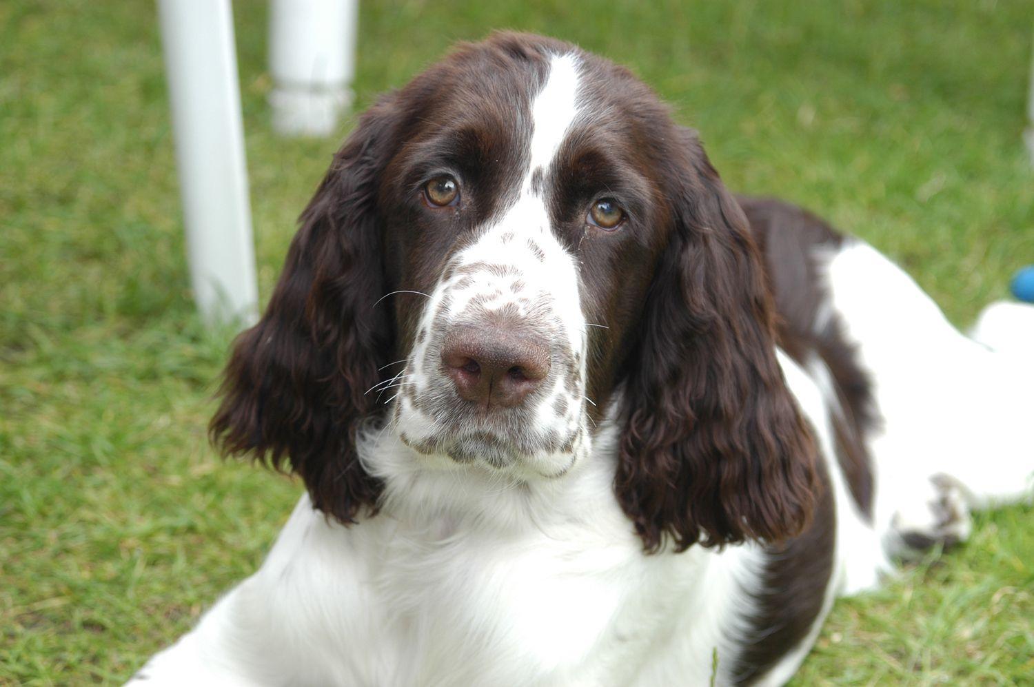 English Springer Spaniel Wallpapers - Top Free English Springer Spaniel ...