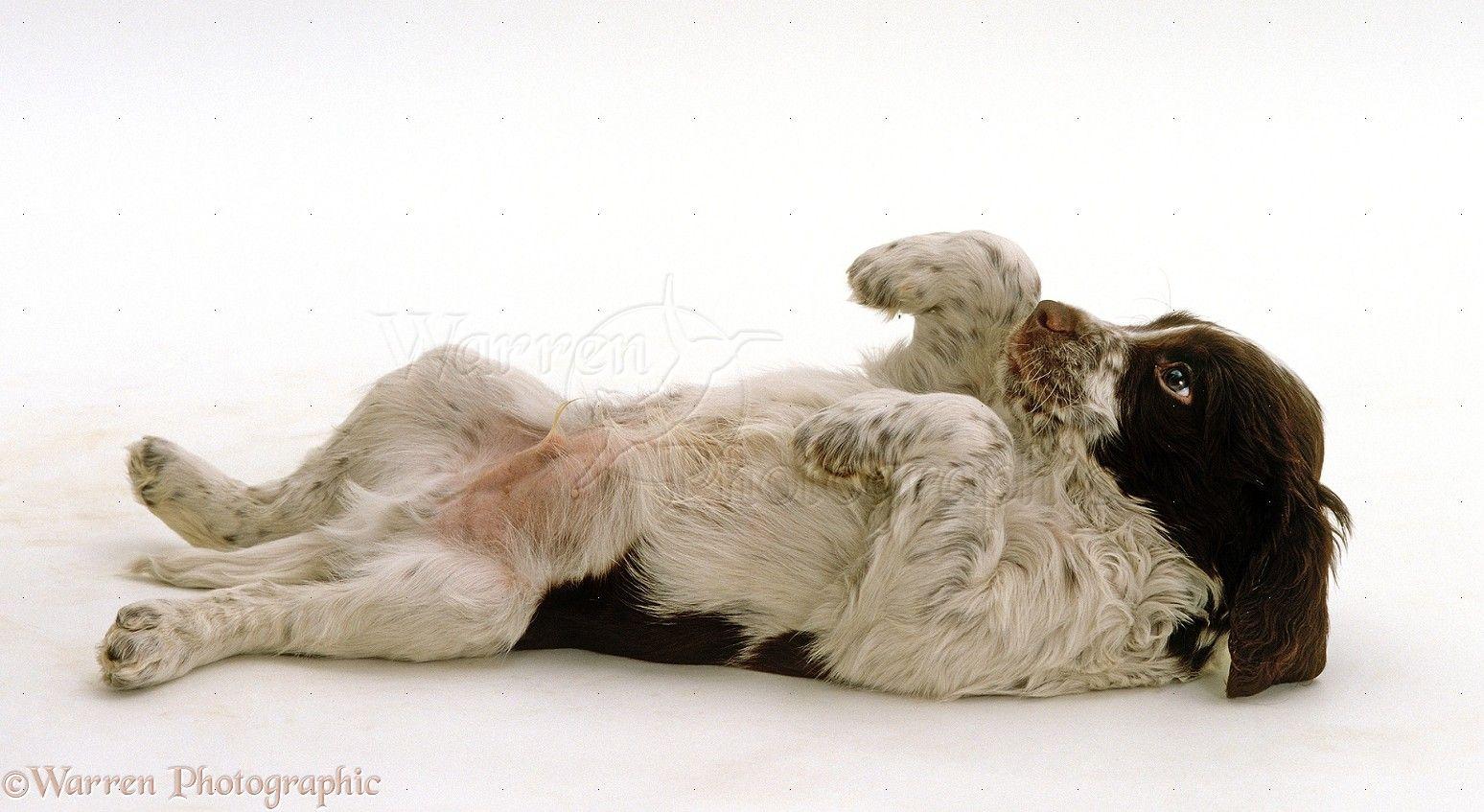 English Springer Spaniel Wallpapers - Top Free English Springer Spaniel ...