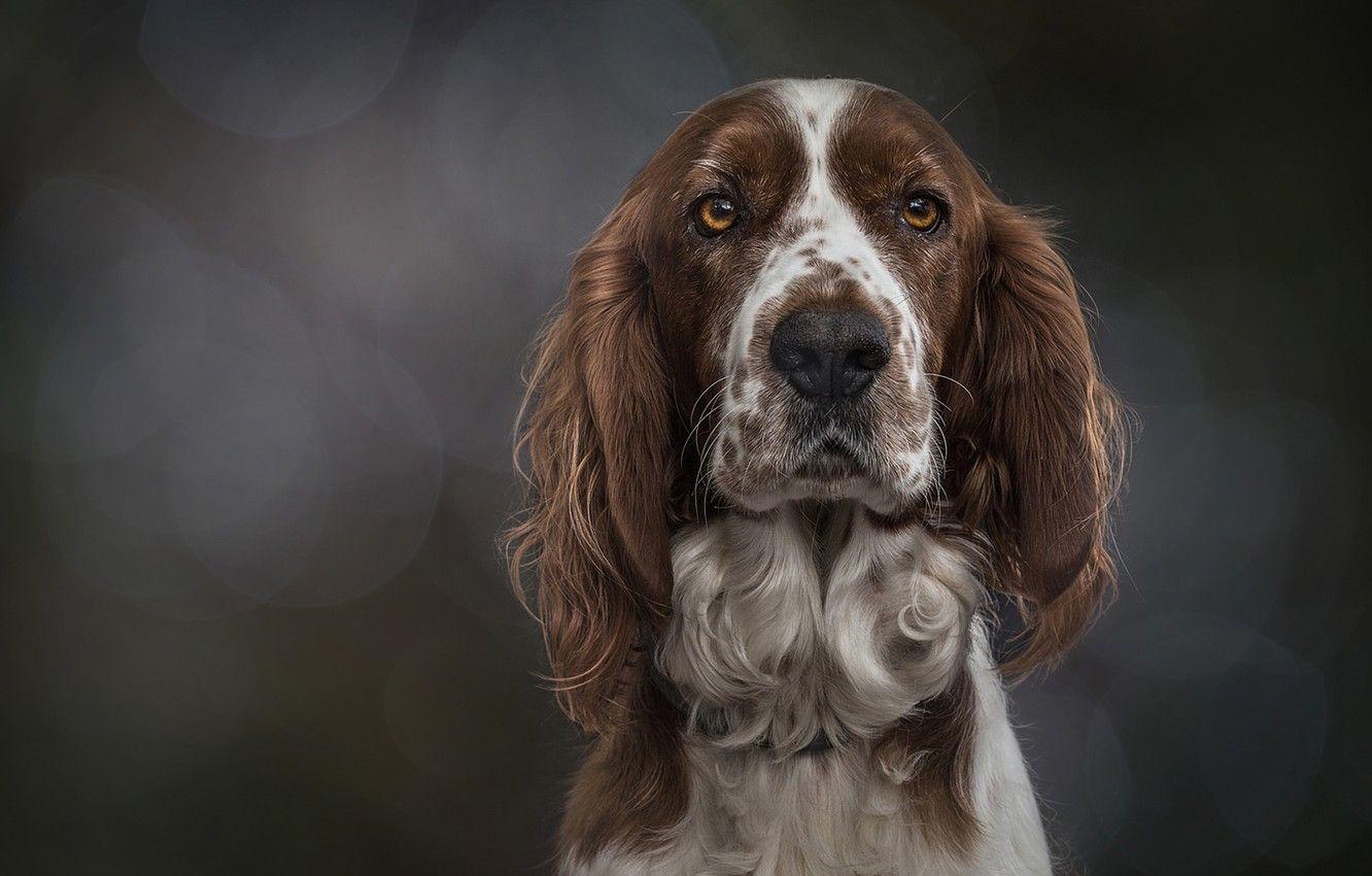 English Springer Spaniel Wallpapers - Top Free English Springer Spaniel ...