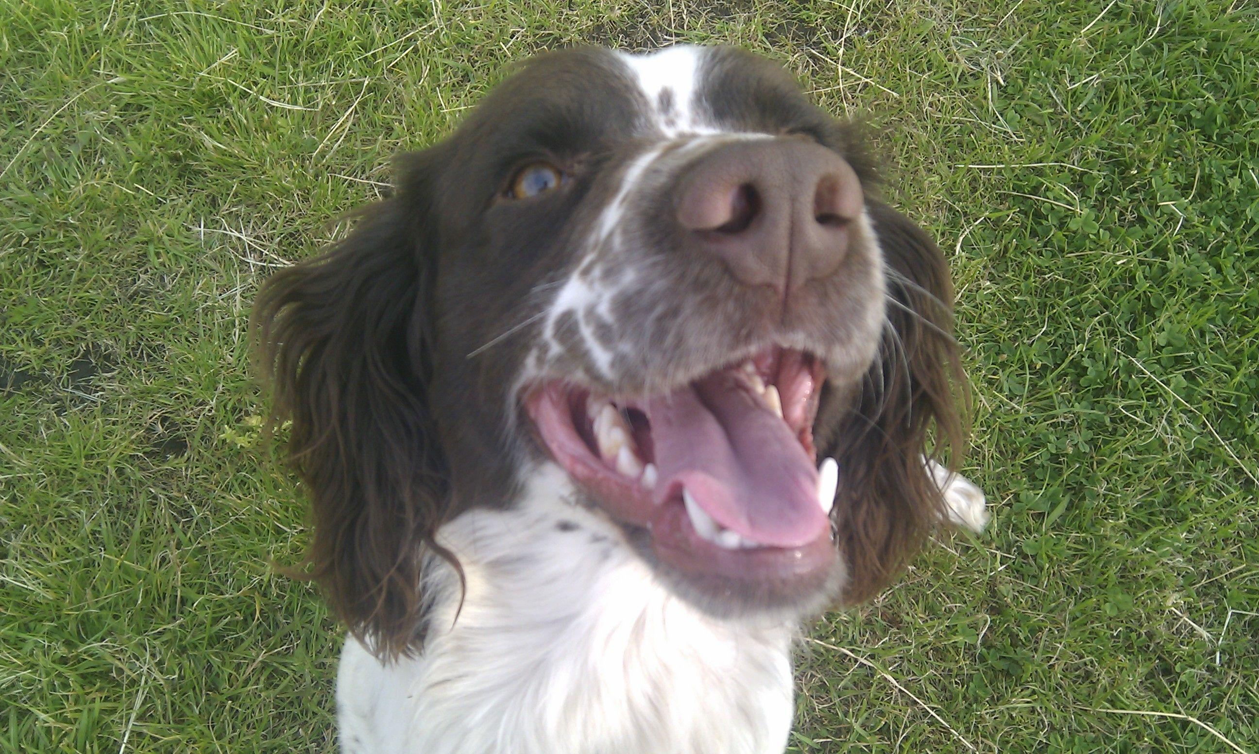 English Springer Spaniel Wallpapers - Top Free English Springer Spaniel ...