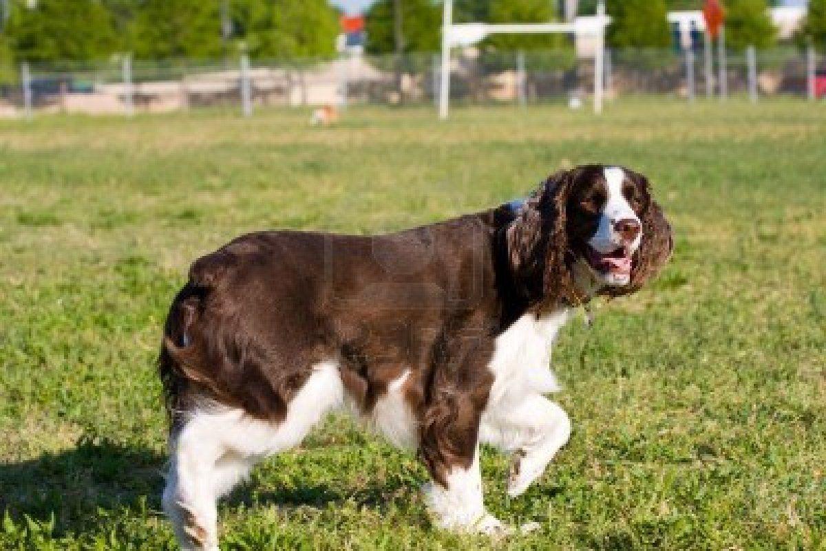 English Springer Spaniel Wallpapers - Top Free English Springer Spaniel ...