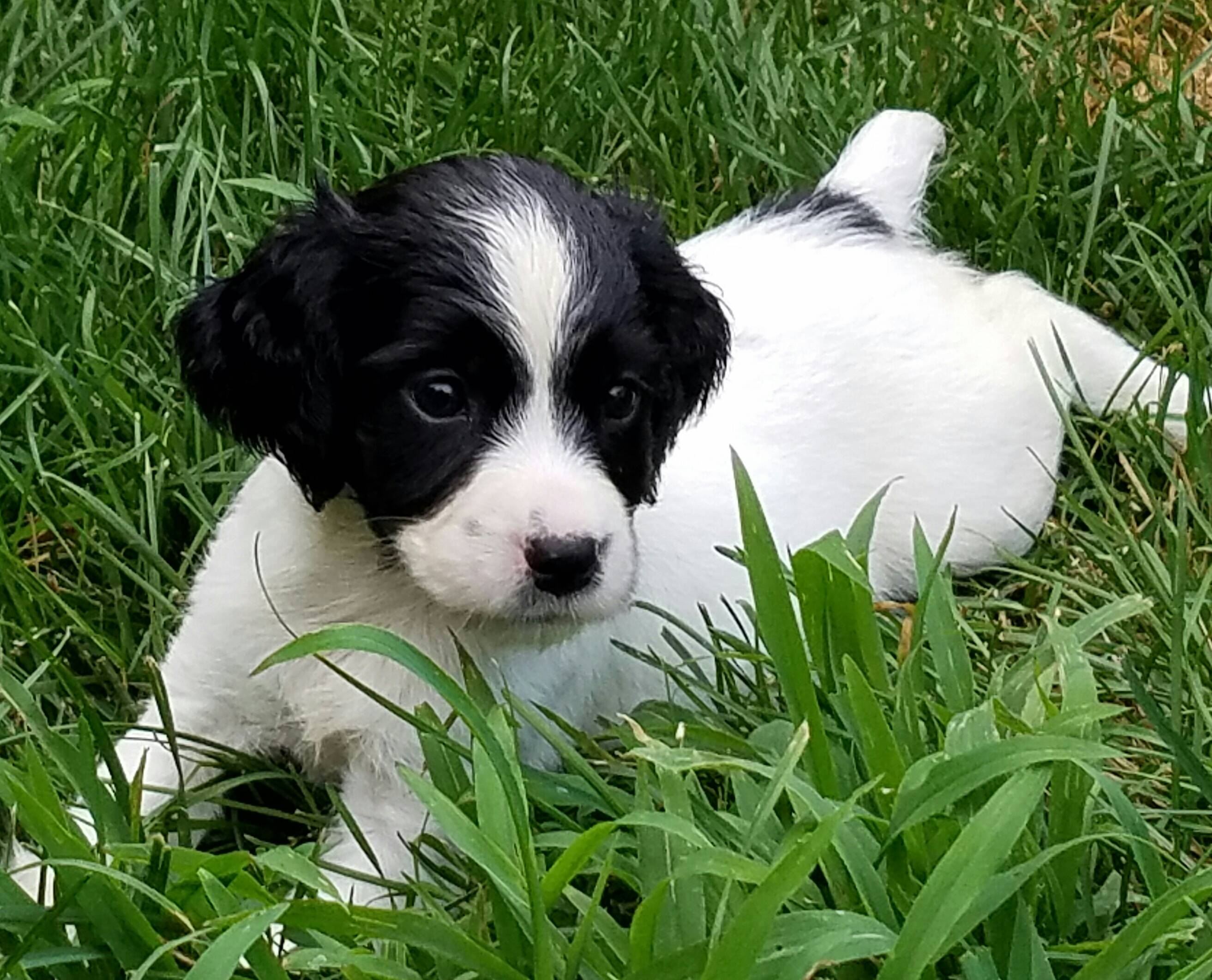 English Springer Spaniel Wallpapers - Top Free English Springer Spaniel ...