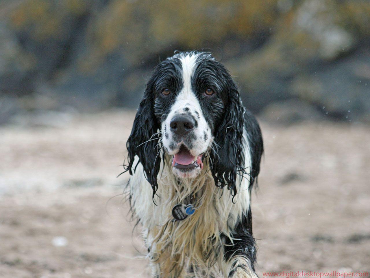 English Springer Spaniel Wallpapers - Top Free English Springer Spaniel ...