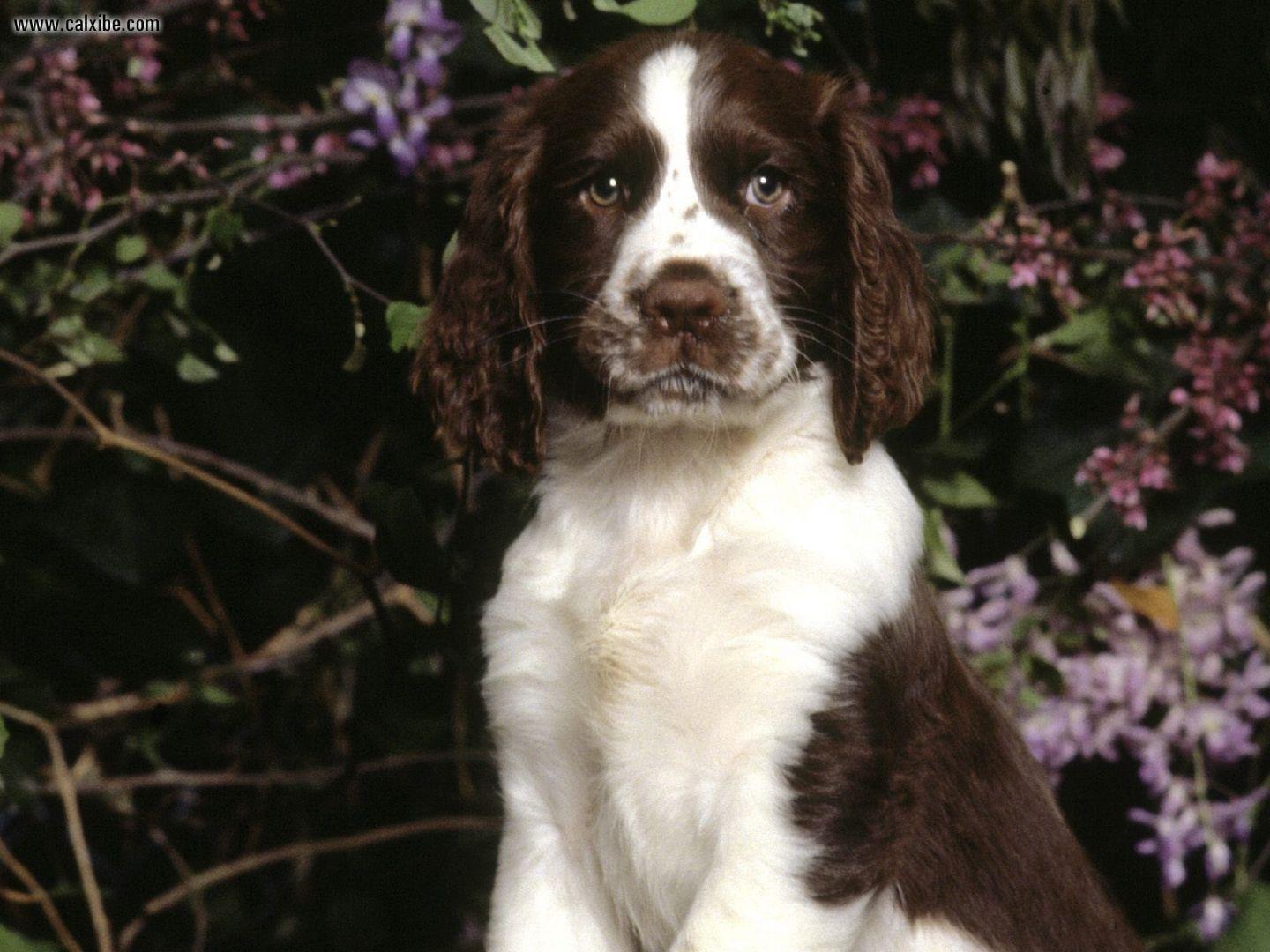 English Springer Spaniel Wallpapers - Top Free English Springer Spaniel ...
