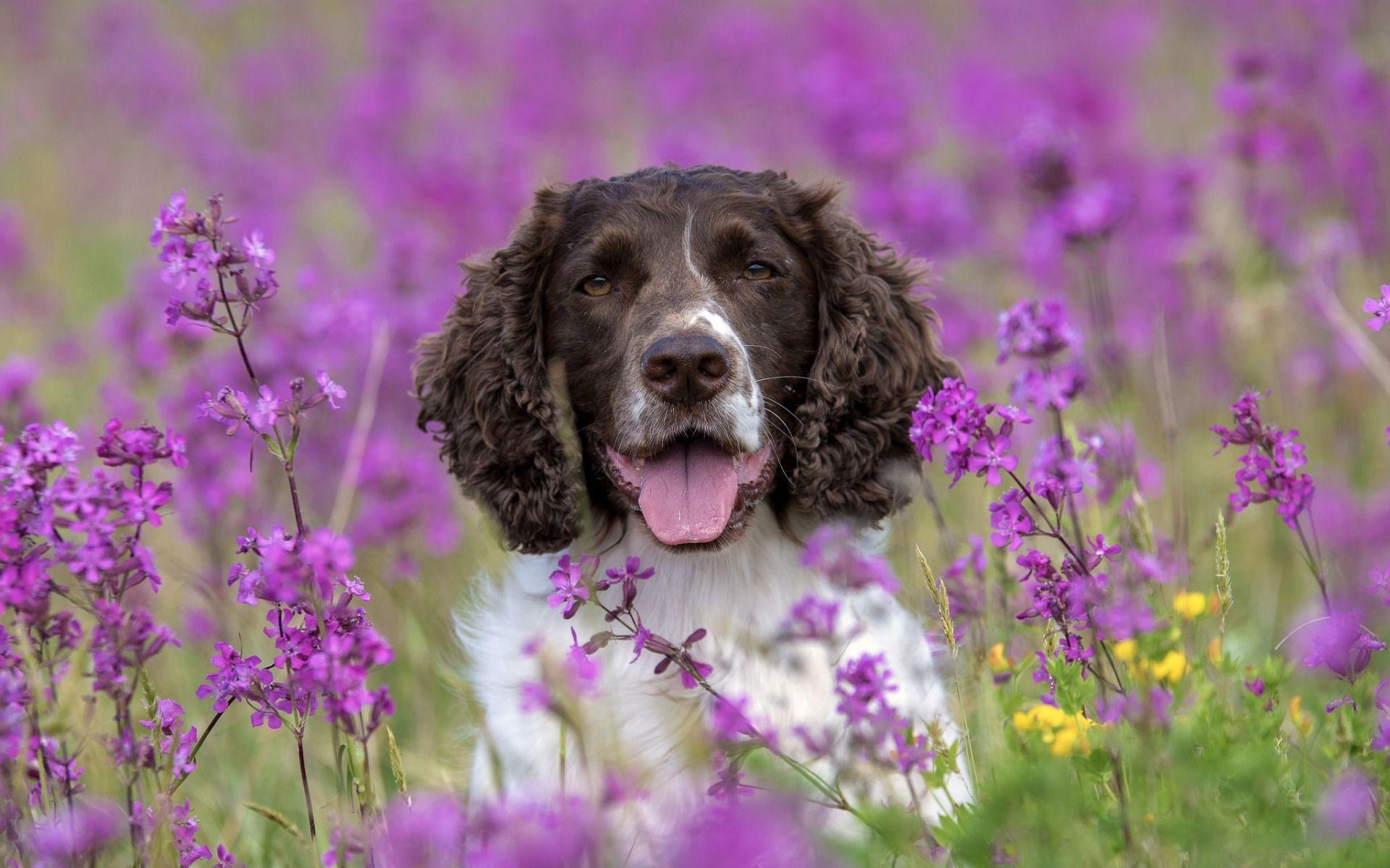 English Springer Spaniel Wallpapers - Top Free English Springer Spaniel ...