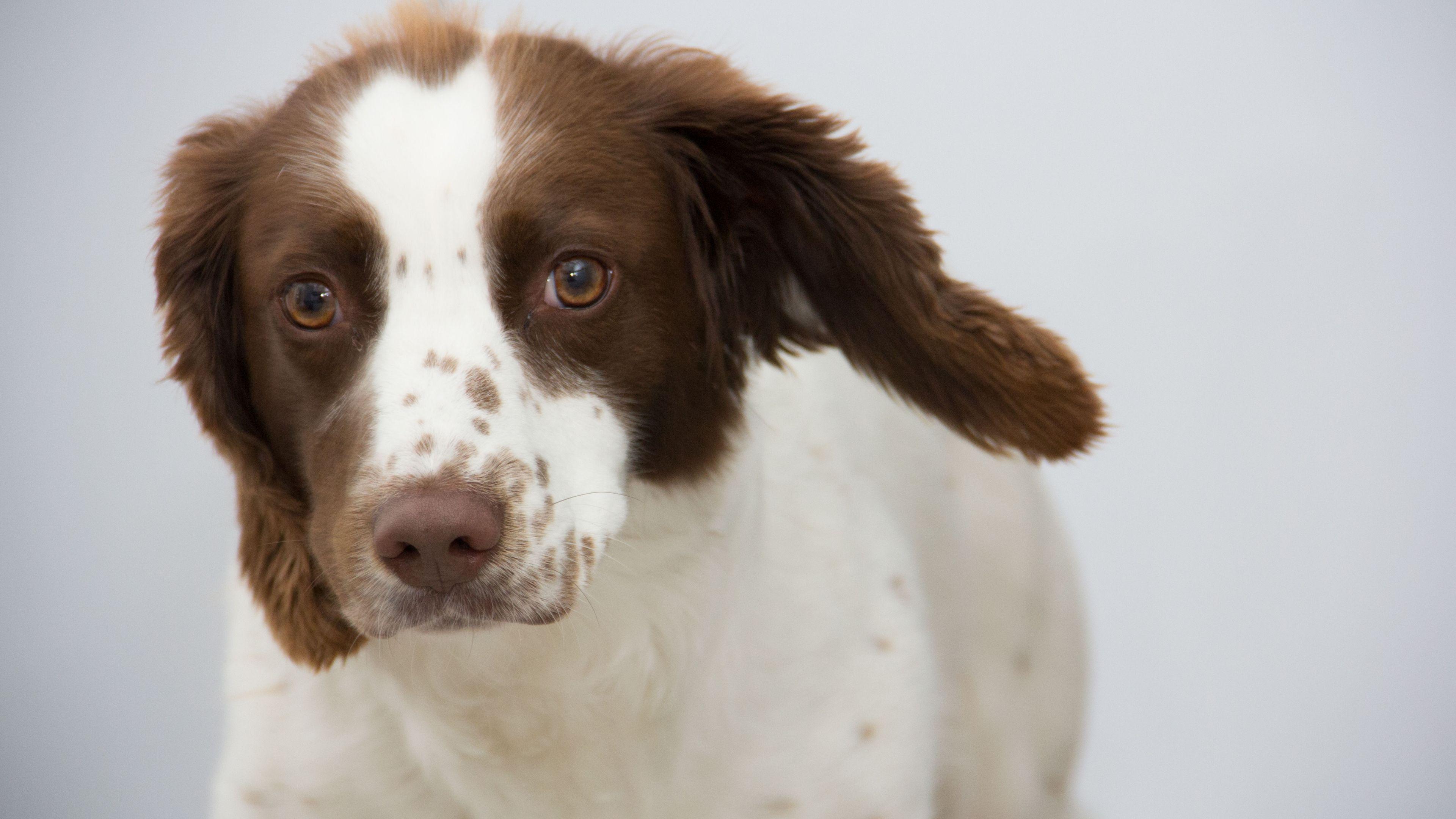 English Springer Spaniel Wallpapers - Top Free English Springer Spaniel ...