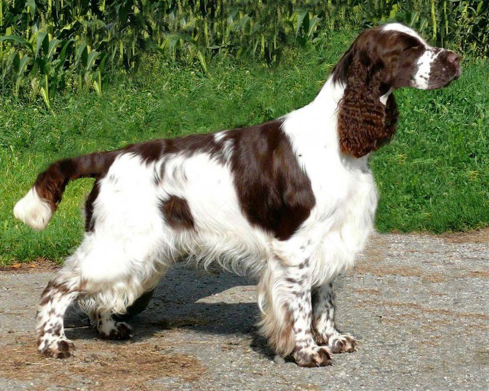 English Springer Spaniel Wallpapers - Top Free English Springer Spaniel ...