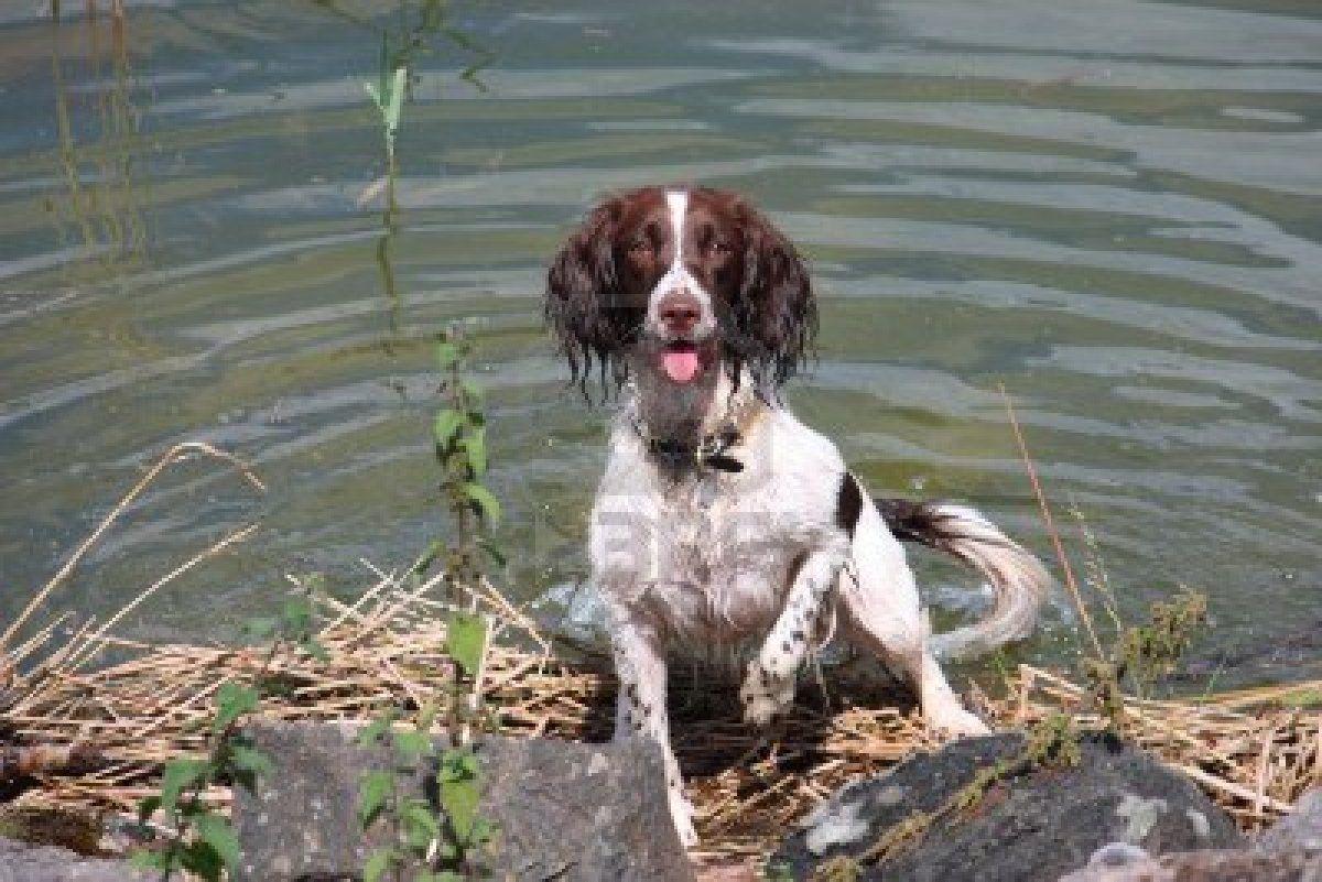 English Springer Spaniel Wallpapers - Top Free English Springer Spaniel ...