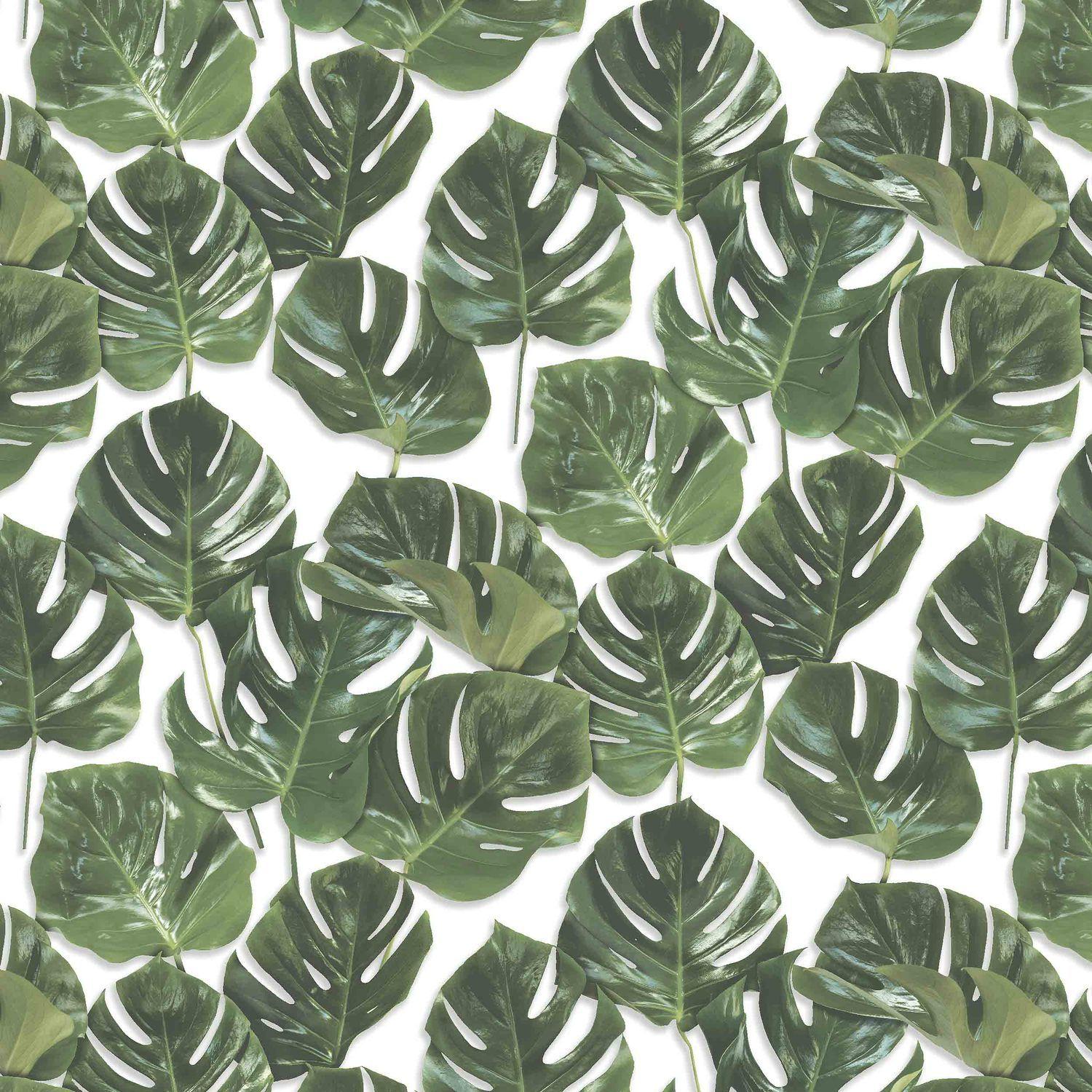 Monstera Leaf Wallpapers - Top Free Monstera Leaf Backgrounds ...