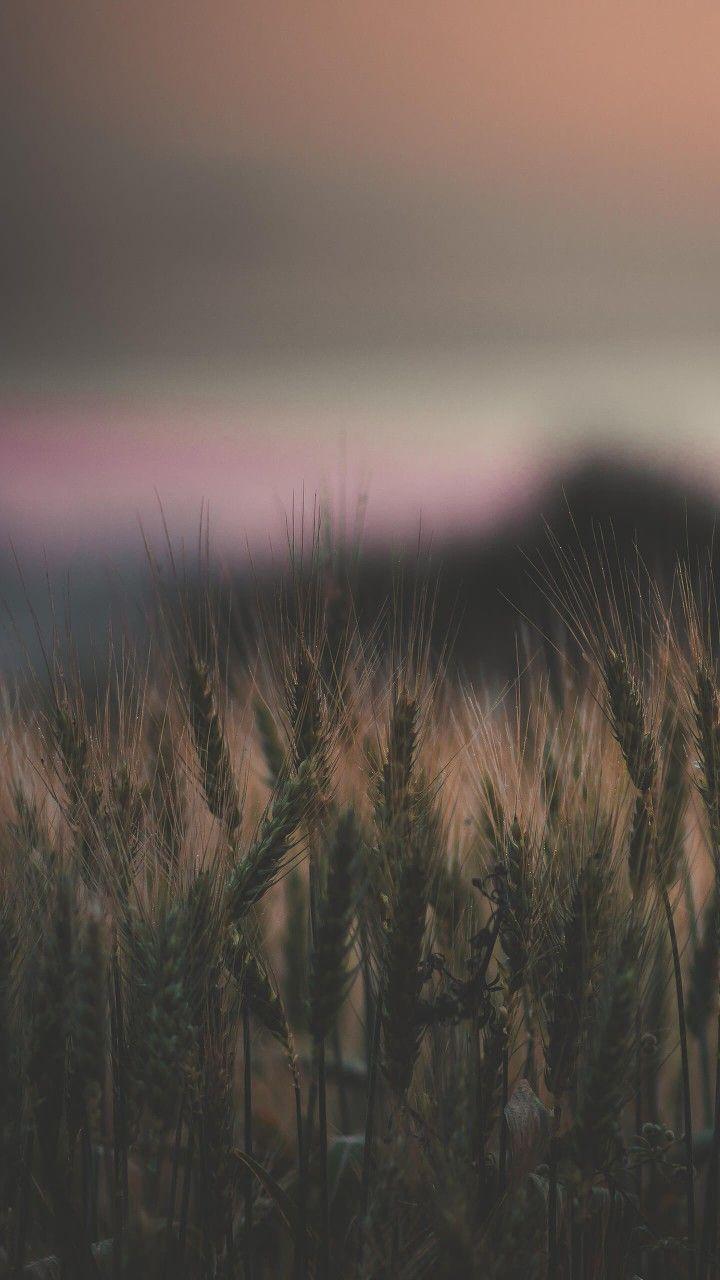 Beautiful Creatures Wallpapers - Top Free Beautiful Creatures ...