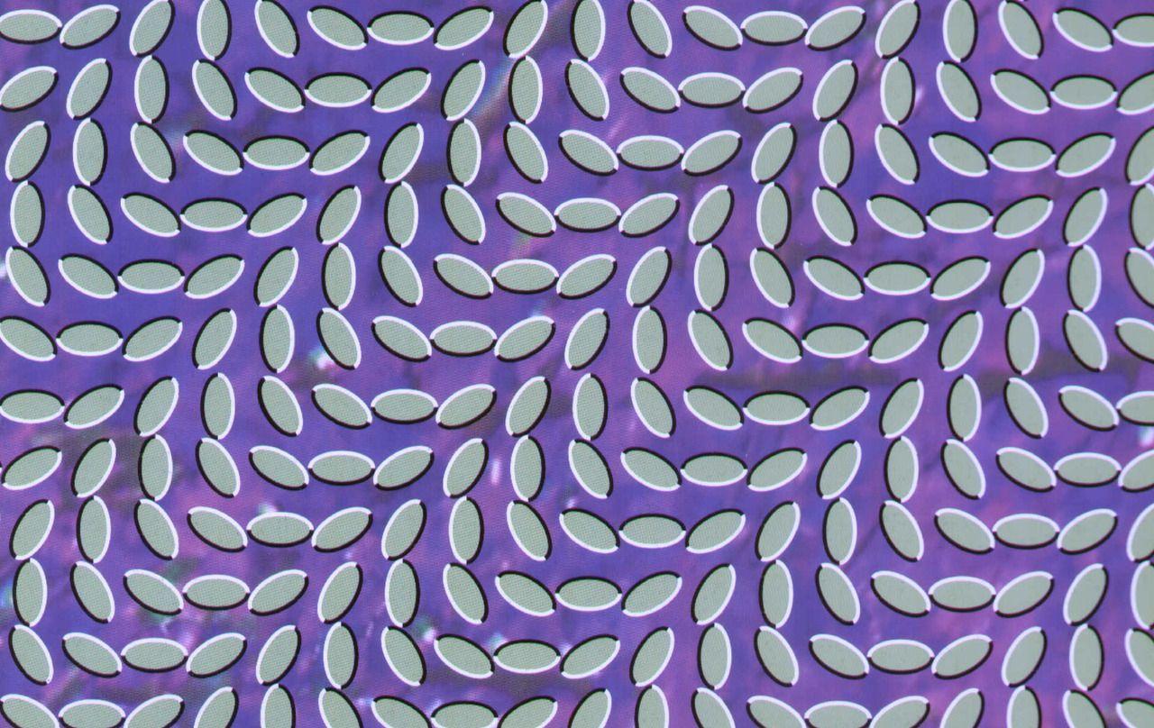 Animal Collective Wallpapers - Top Free Animal Collective Backgrounds ...