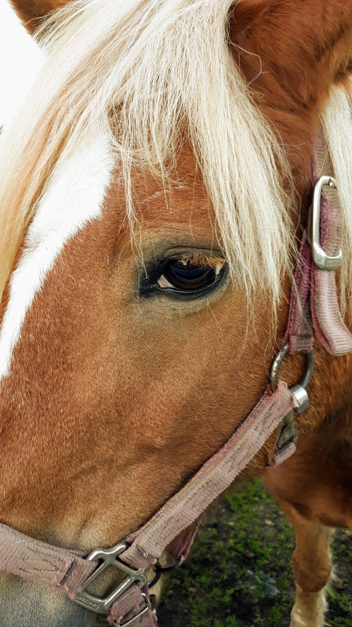Horse Face Wallpapers - Top Free Horse Face Backgrounds - WallpaperAccess