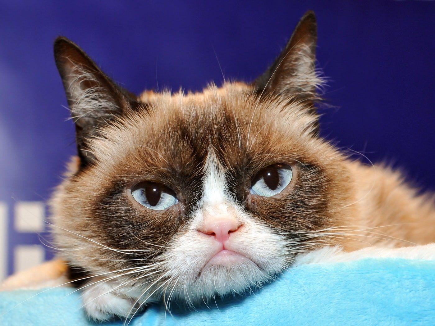Nope Grumpy Cat Wallpapers - Top Free Nope Grumpy Cat Backgrounds ...