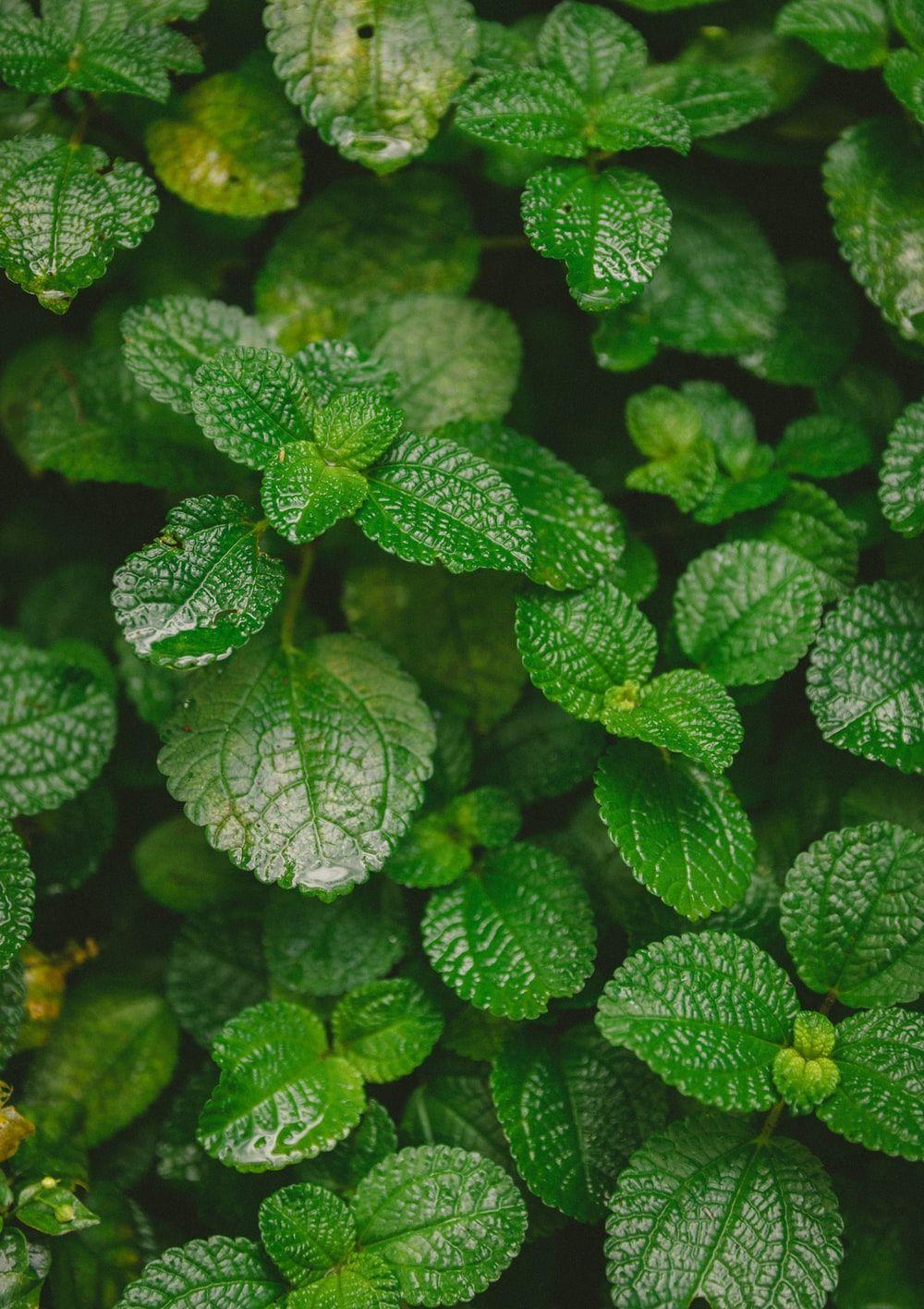 Mint HD Wallpapers - Top Free Mint HD Backgrounds - WallpaperAccess