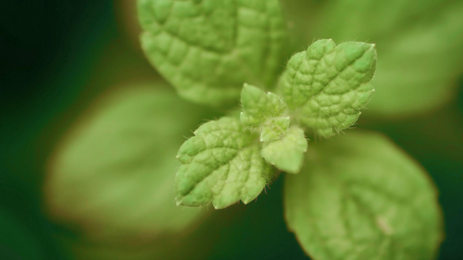 Mint HD Wallpapers - Top Free Mint HD Backgrounds - WallpaperAccess