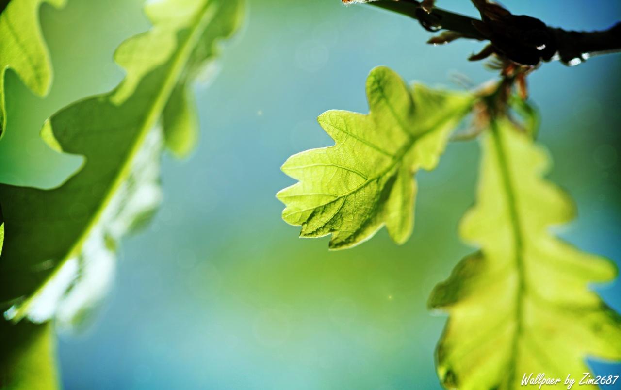Oak Leaf Wallpapers - Top Free Oak Leaf Backgrounds - WallpaperAccess