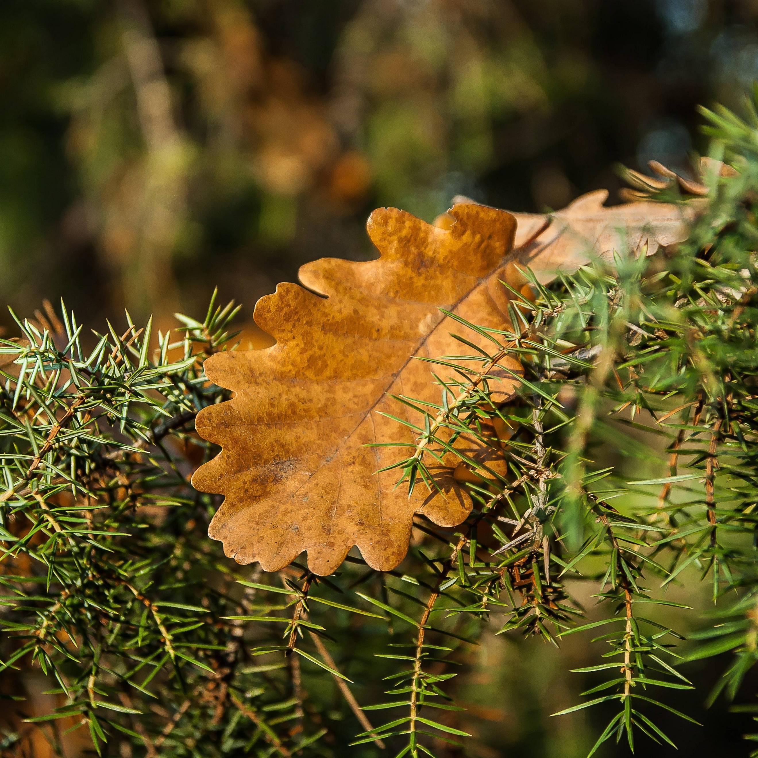 Oak Leaf Wallpapers - Top Free Oak Leaf Backgrounds - WallpaperAccess