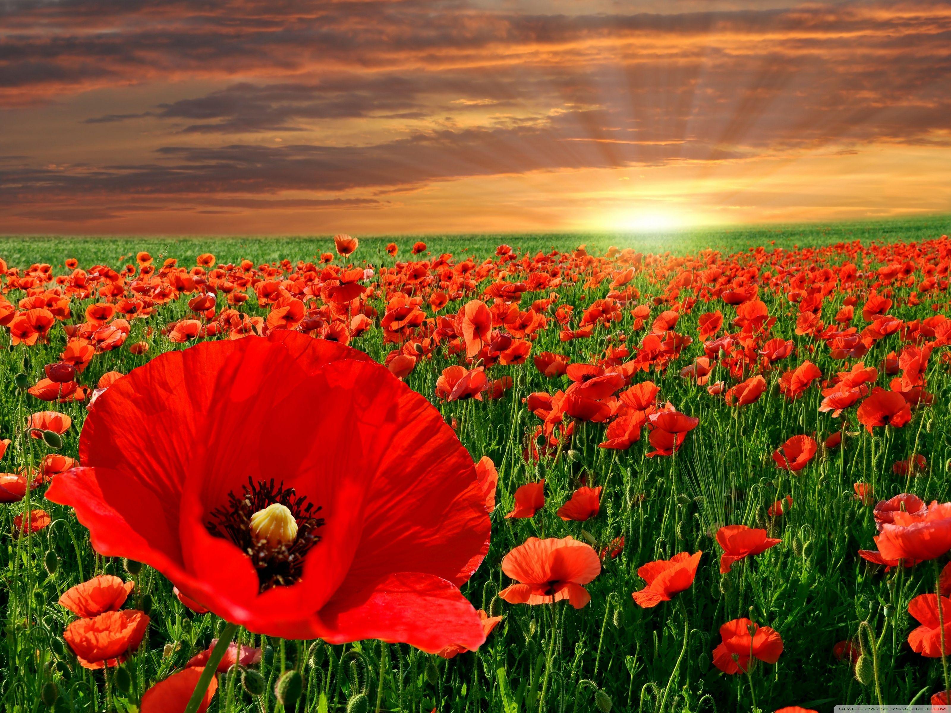 Poppy Field Wallpapers - Top Free Poppy Field Backgrounds - WallpaperAccess