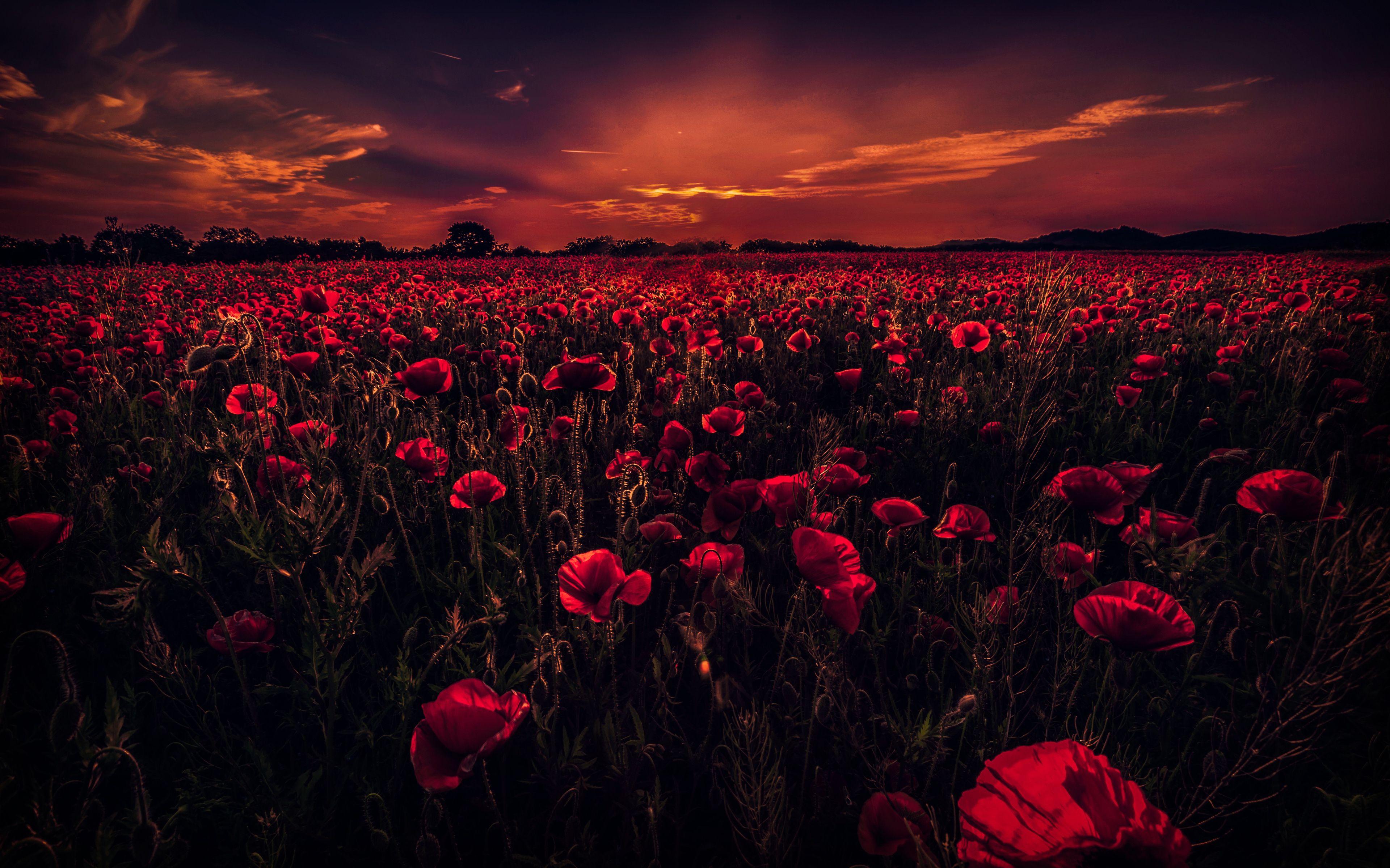 Poppy Field Wallpapers - Top Free Poppy Field Backgrounds - WallpaperAccess