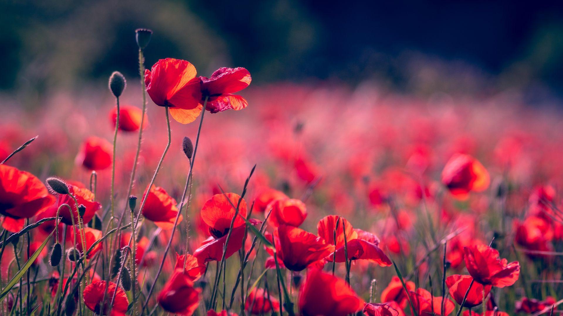 Poppy Field Wallpapers - Top Free Poppy Field Backgrounds - WallpaperAccess