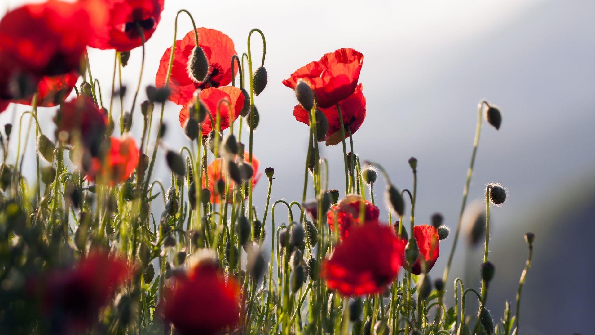 Poppy Field Wallpapers - Top Free Poppy Field Backgrounds - WallpaperAccess