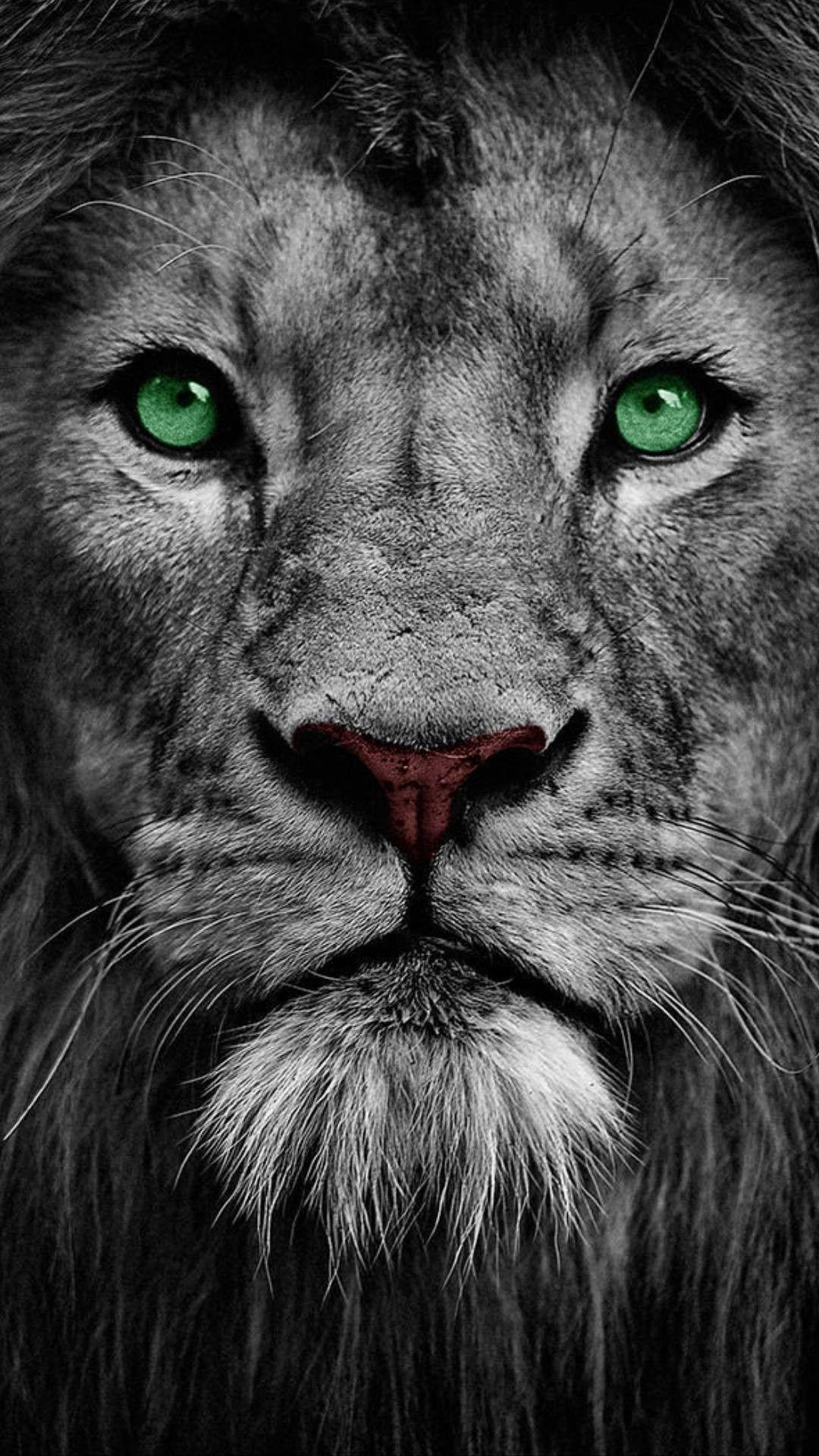 Dark Lion Phone Wallpapers - Top Free Dark Lion Phone Backgrounds ...