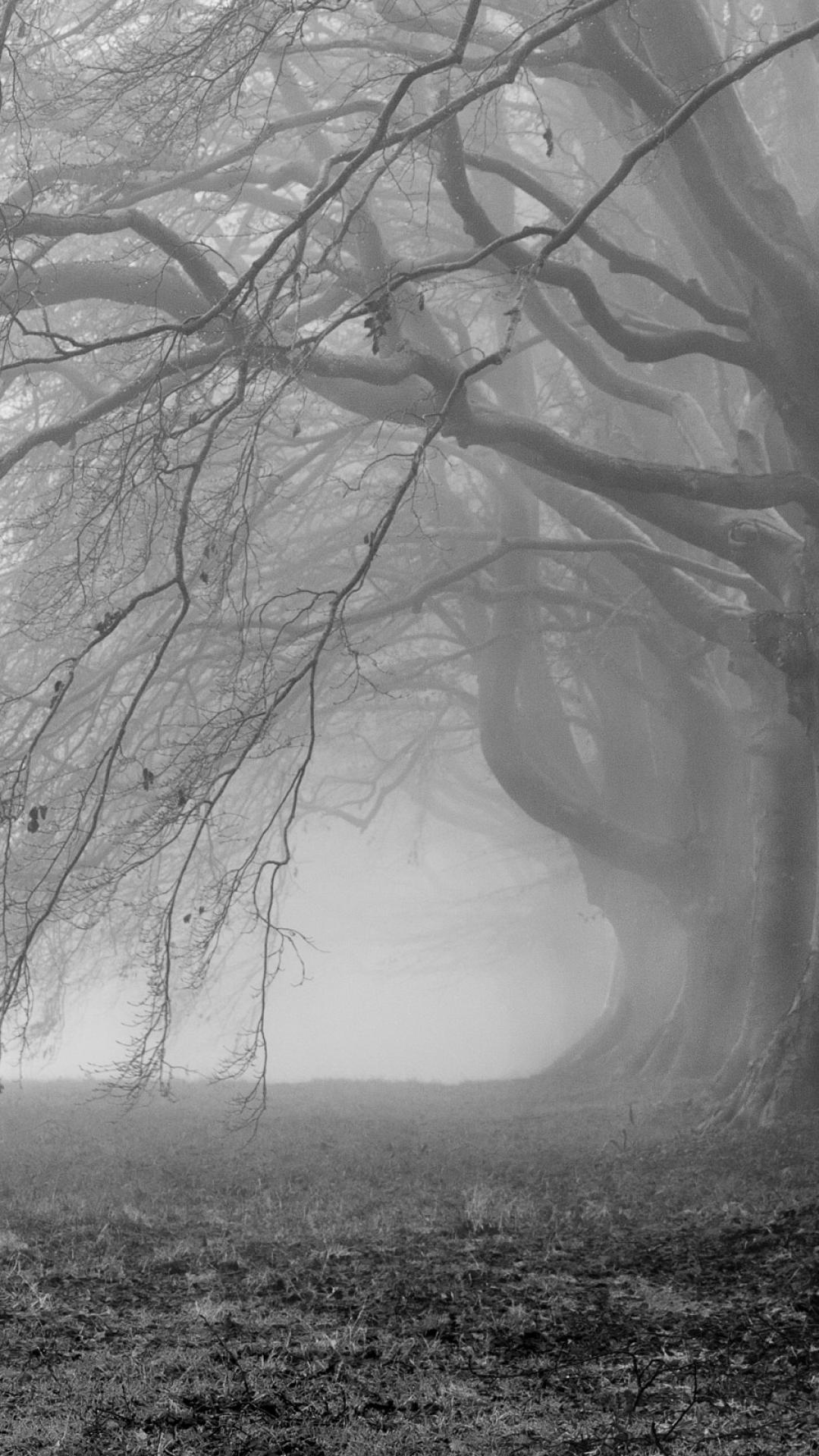 Creepy Fog Wallpapers - Top Free Creepy Fog Backgrounds - WallpaperAccess