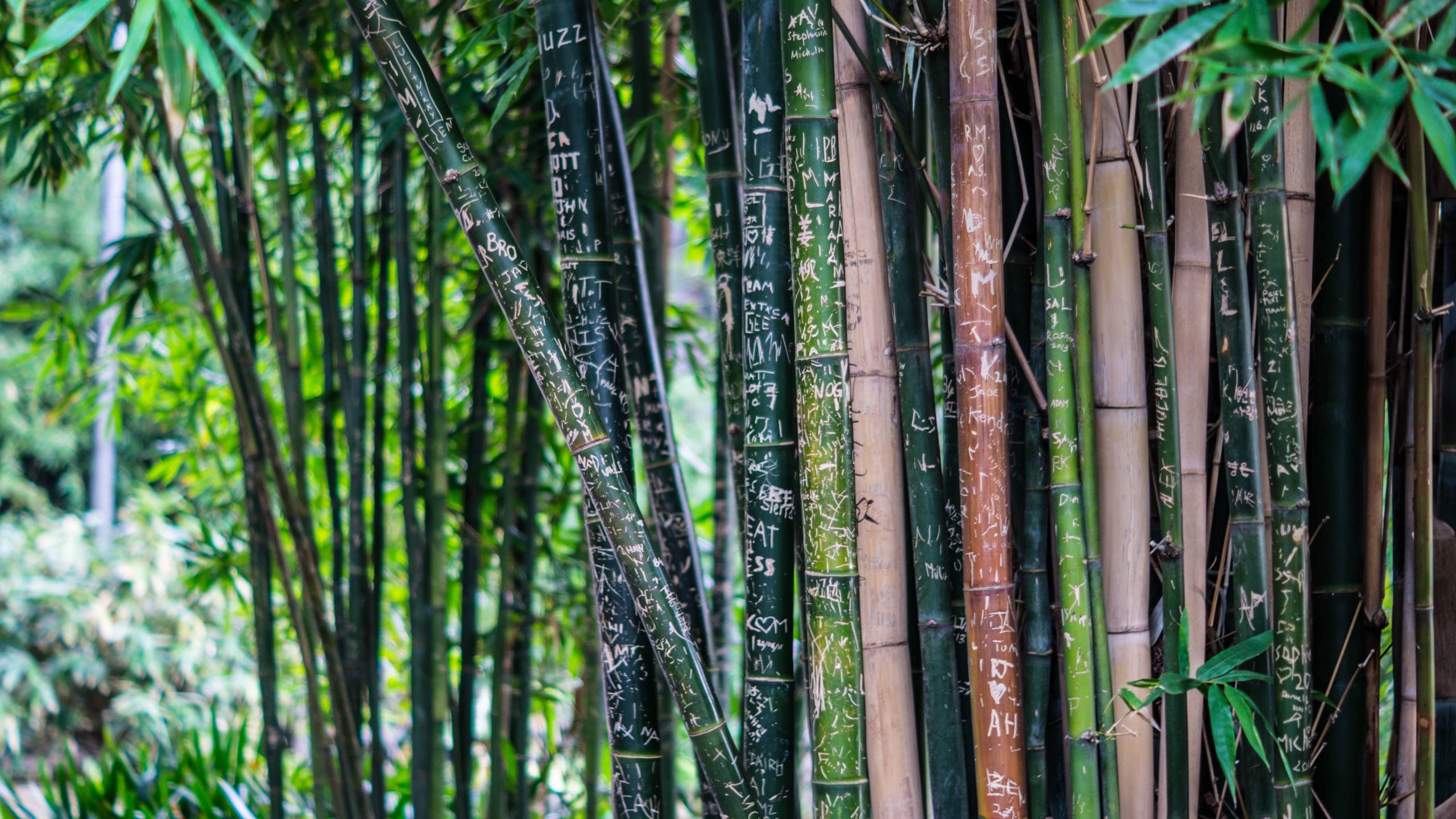 Bamboo 4K Wallpapers - Top Free Bamboo 4K Backgrounds - WallpaperAccess