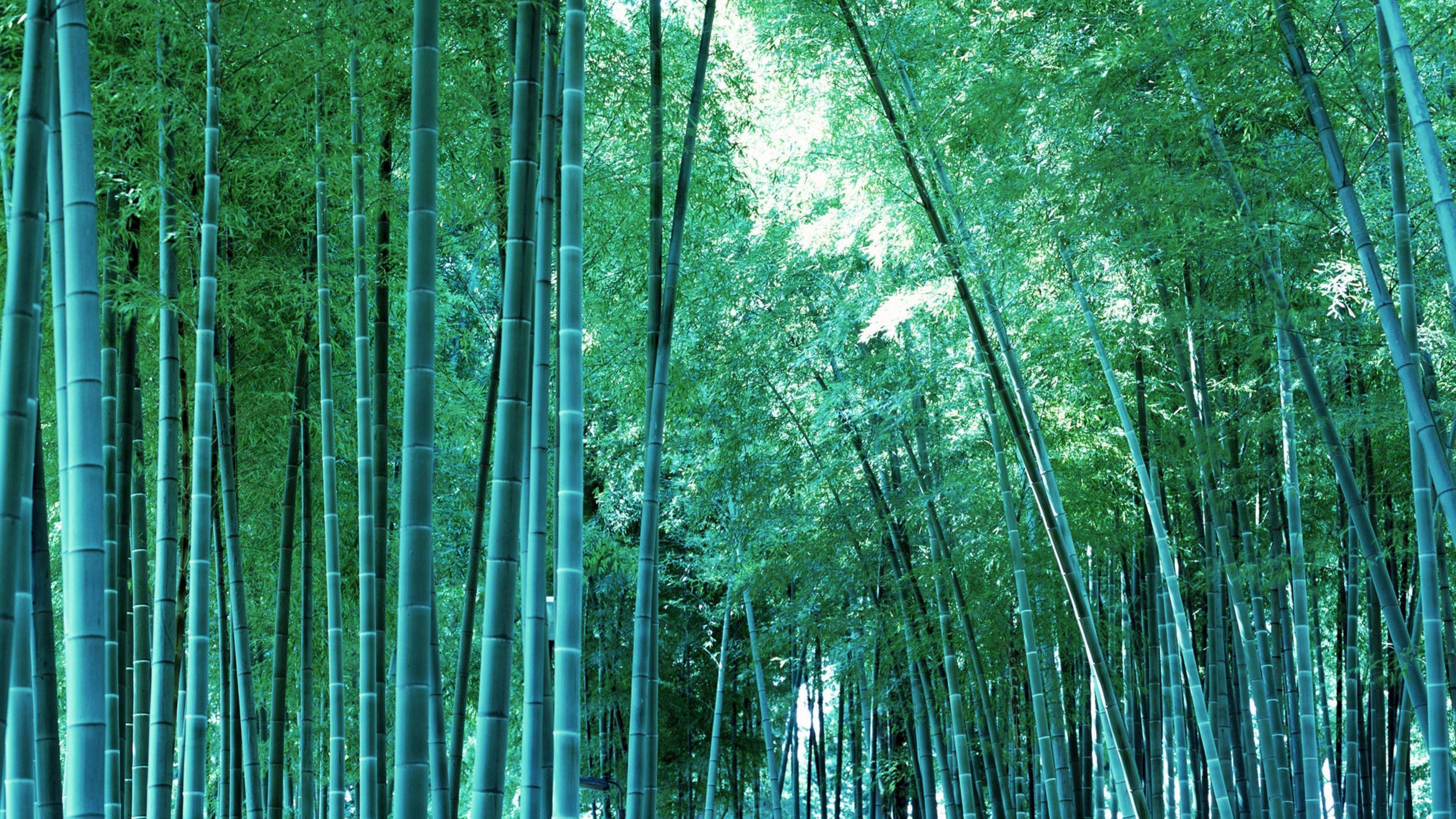 Bamboo 4K Wallpapers - Top Free Bamboo 4K Backgrounds - WallpaperAccess