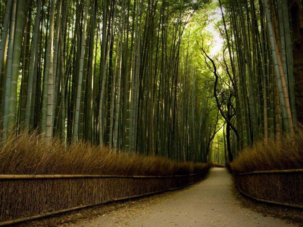 Bamboo 4K Wallpapers - Top Free Bamboo 4K Backgrounds - WallpaperAccess