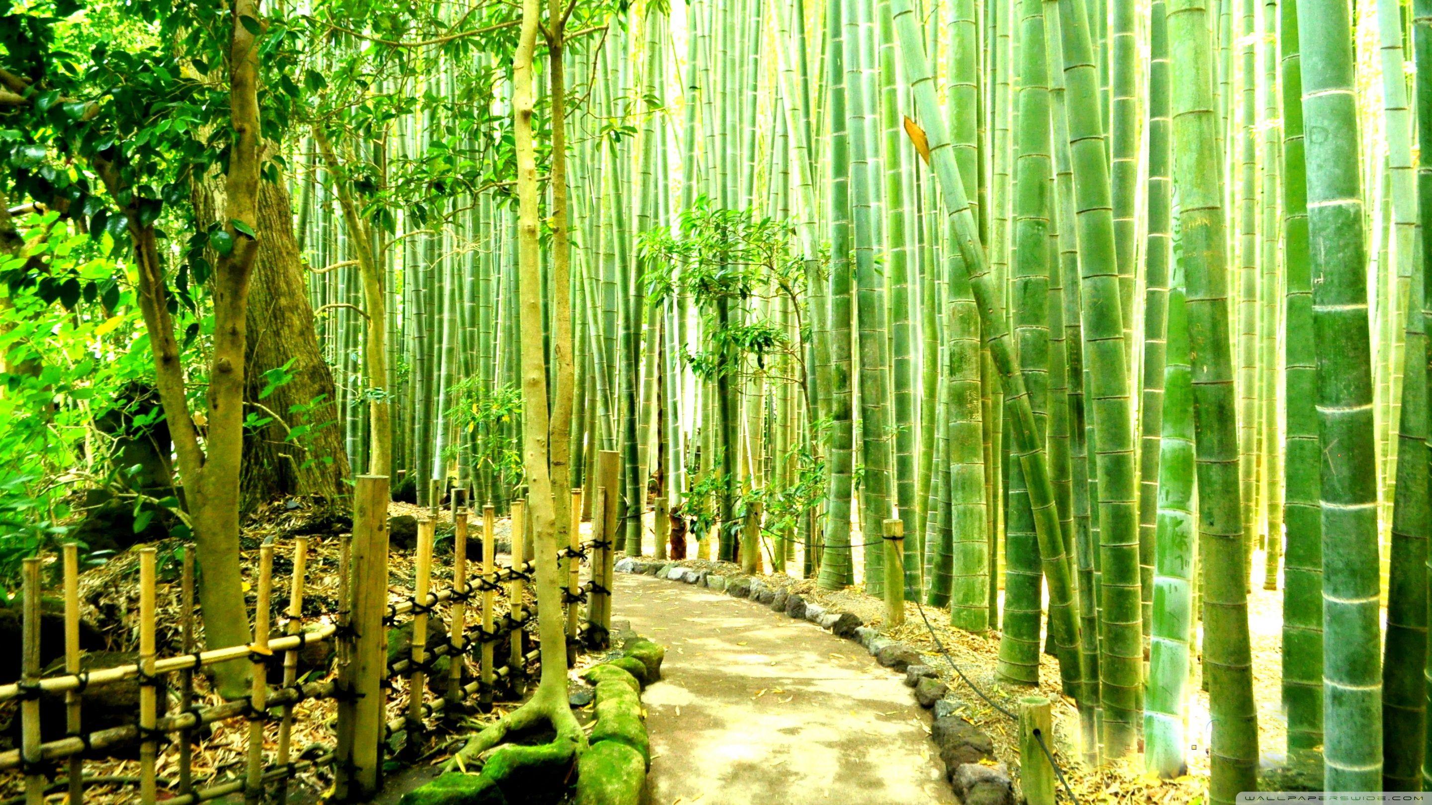 Bamboo 4K Wallpapers - Top Free Bamboo 4K Backgrounds - WallpaperAccess