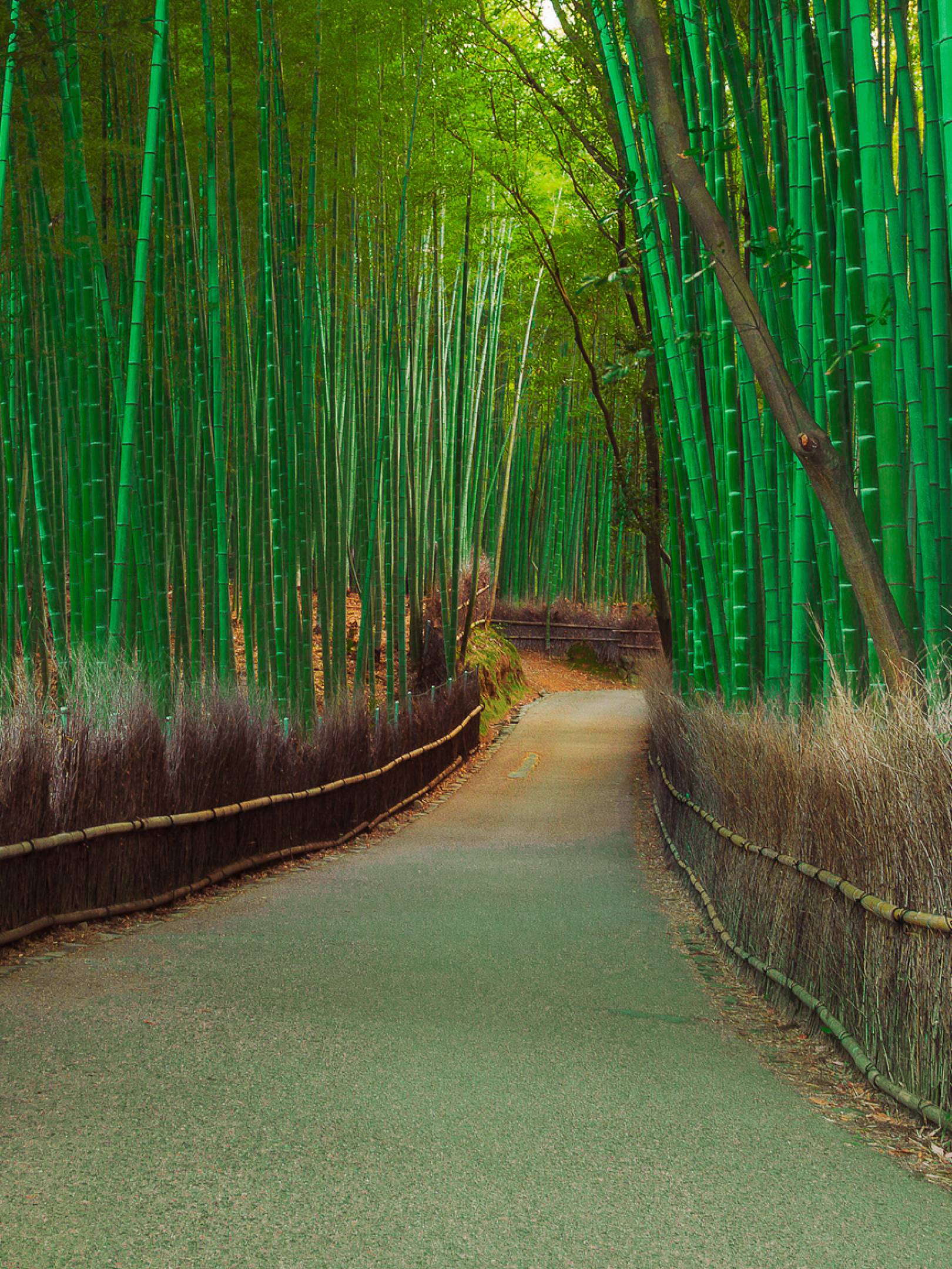 Bamboo 4K Wallpapers - Top Free Bamboo 4K Backgrounds - WallpaperAccess