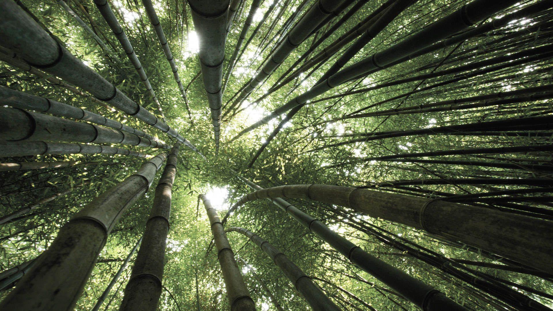 Bamboo 4K Wallpapers - Top Free Bamboo 4K Backgrounds - WallpaperAccess